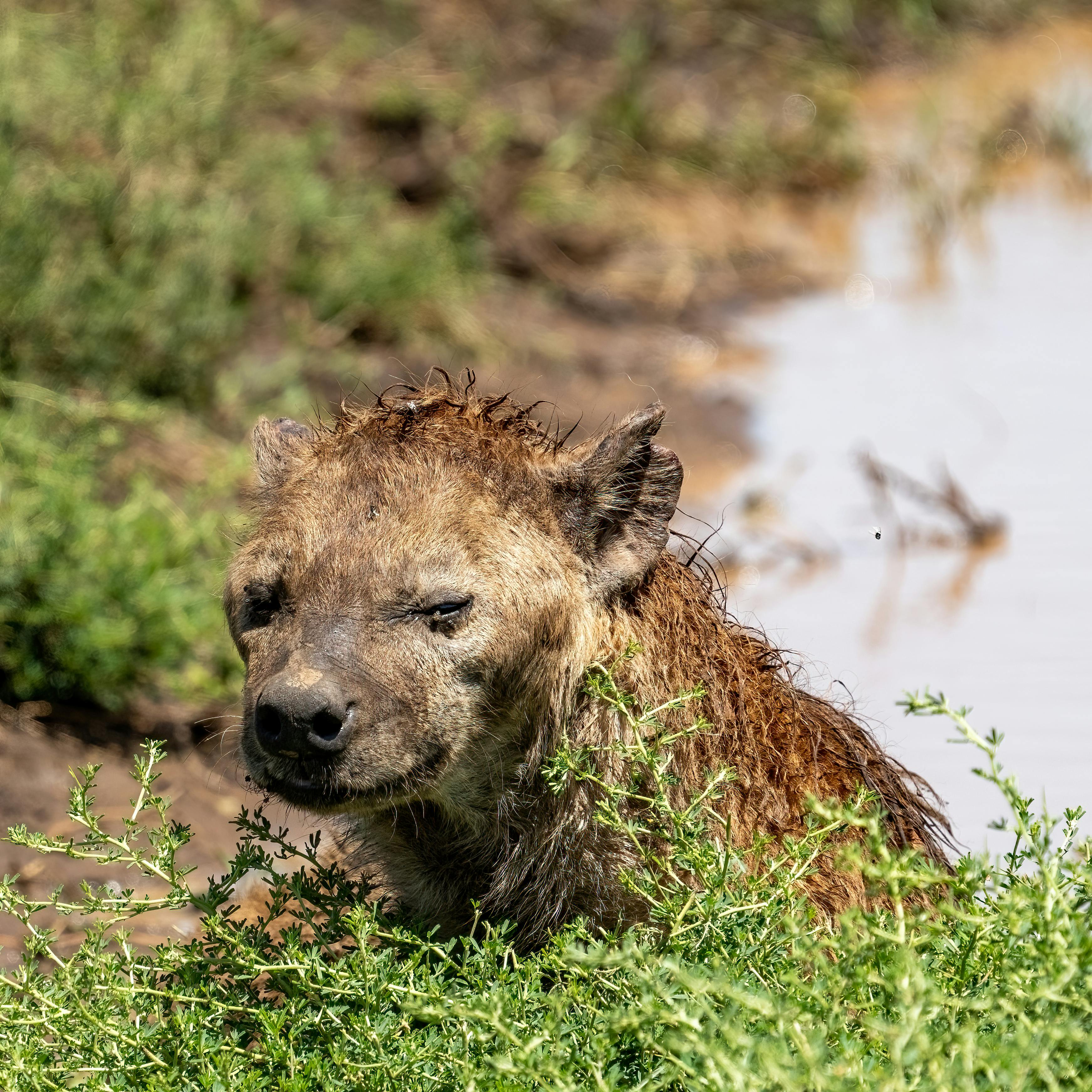 Wet Hyena by River · Free Stock Photo