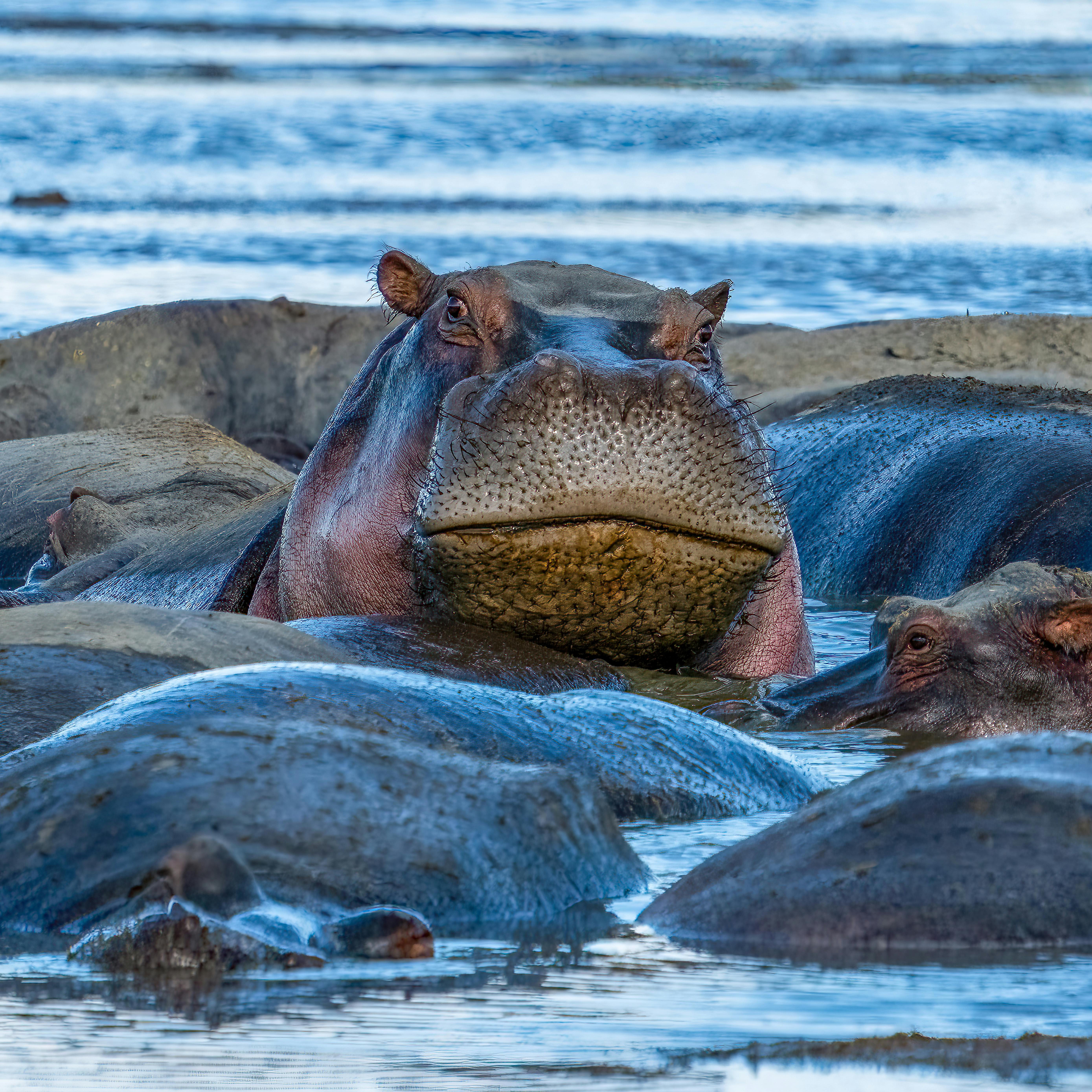 Black Hippopotamus Laying on Ground during Daytime · Free Stock Photo