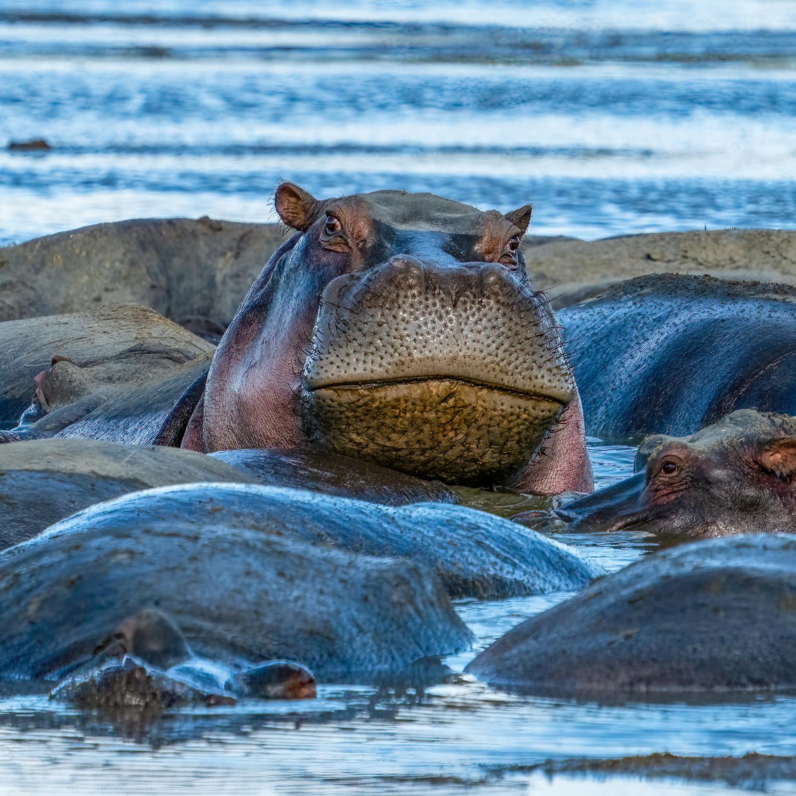 Hippo Photos, Download The BEST Free Hippo Stock Photos & HD Images