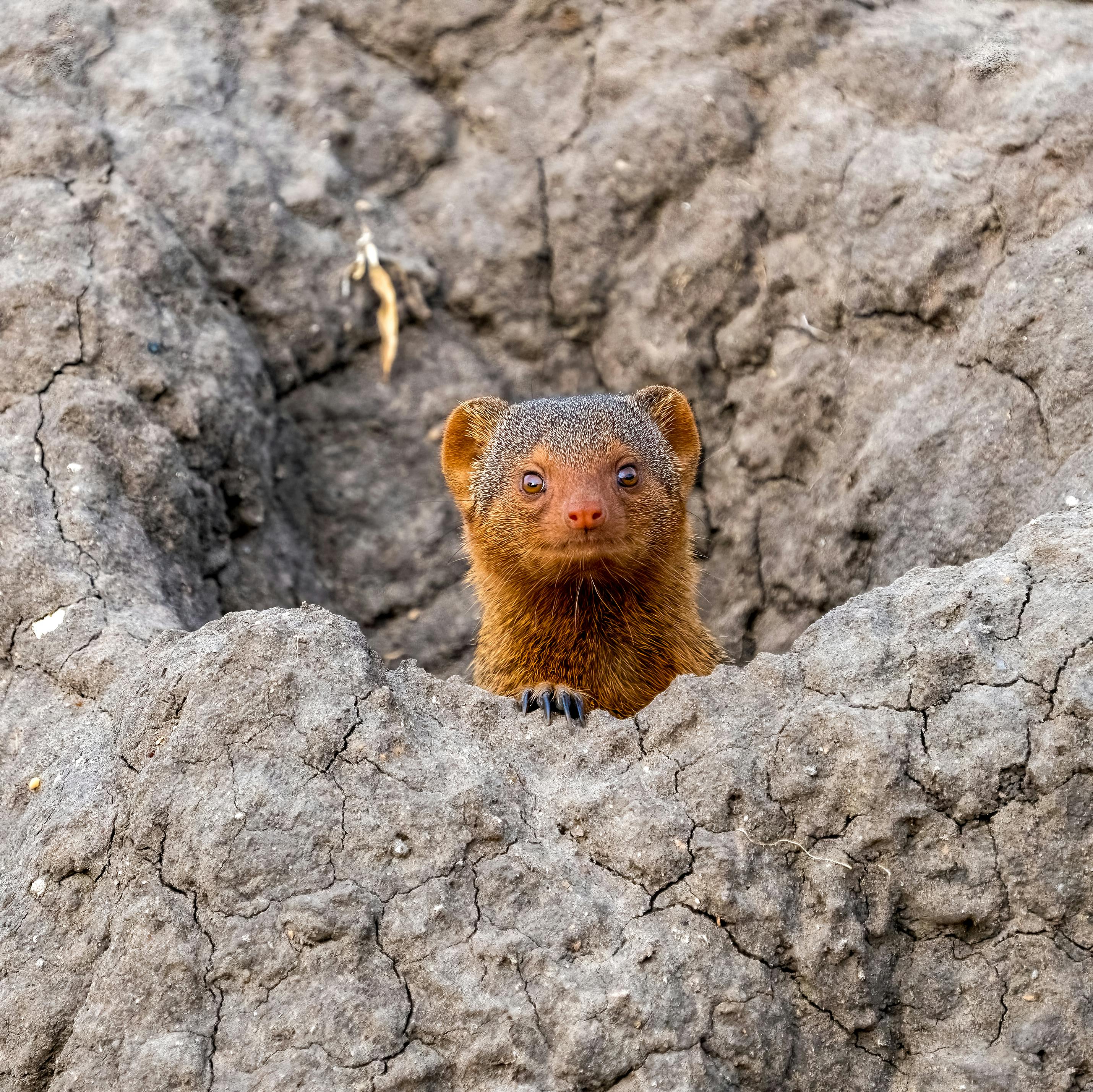 Mongoose Behavior Photos, Download The BEST Free Mongoose Behavior ...