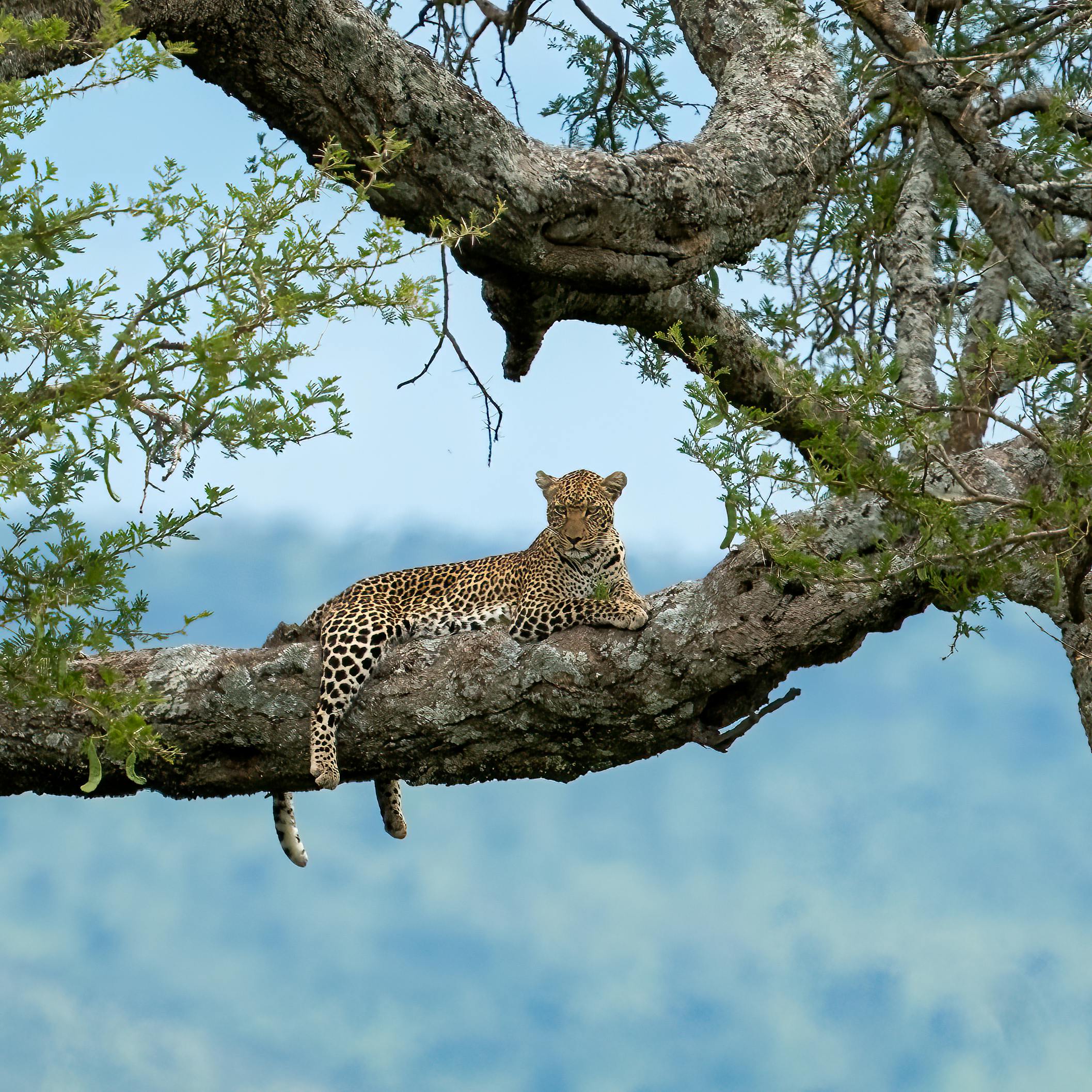 A Leopard on a Tree · Free Stock Photo