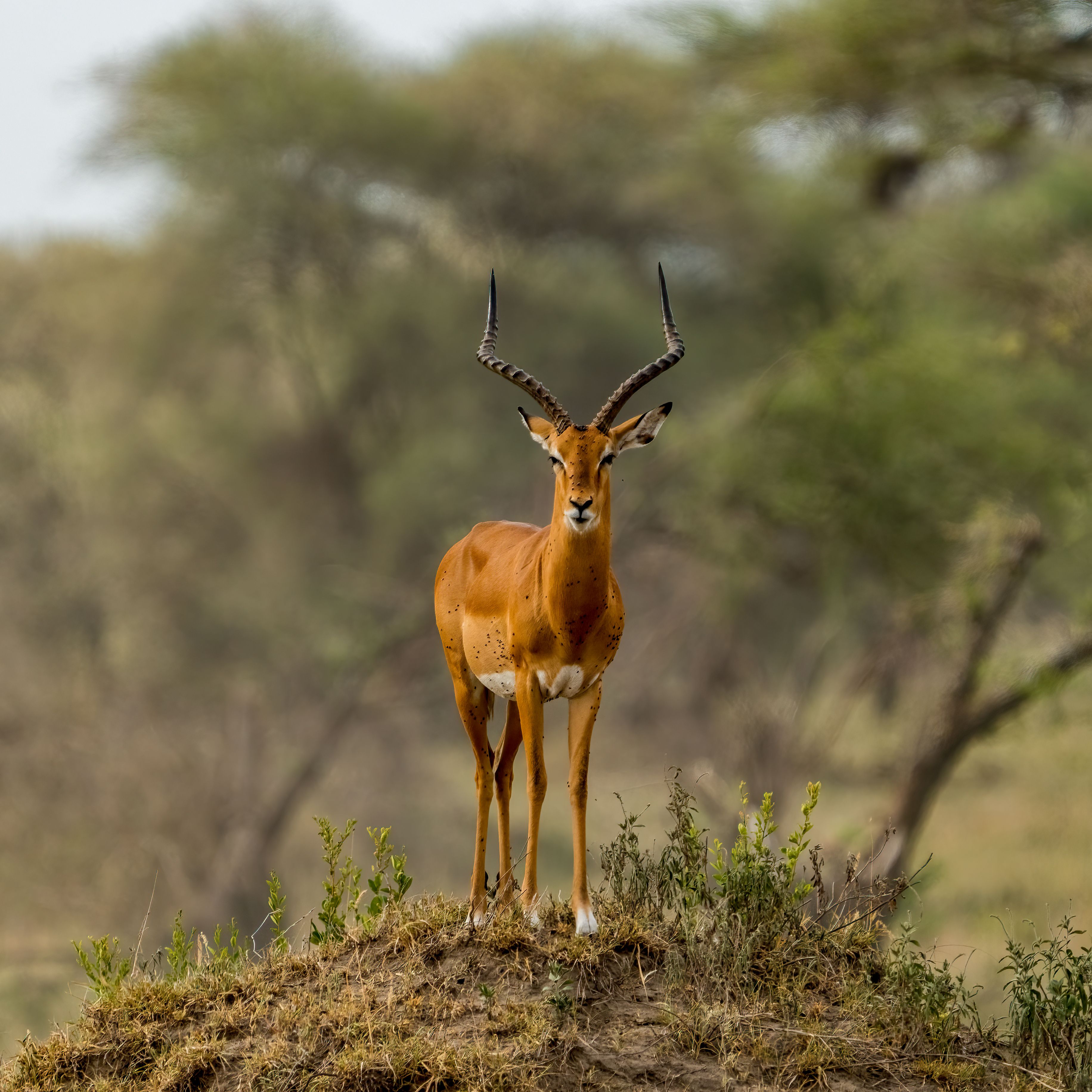 Impala Antelope in Savannah · Free Stock Photo
