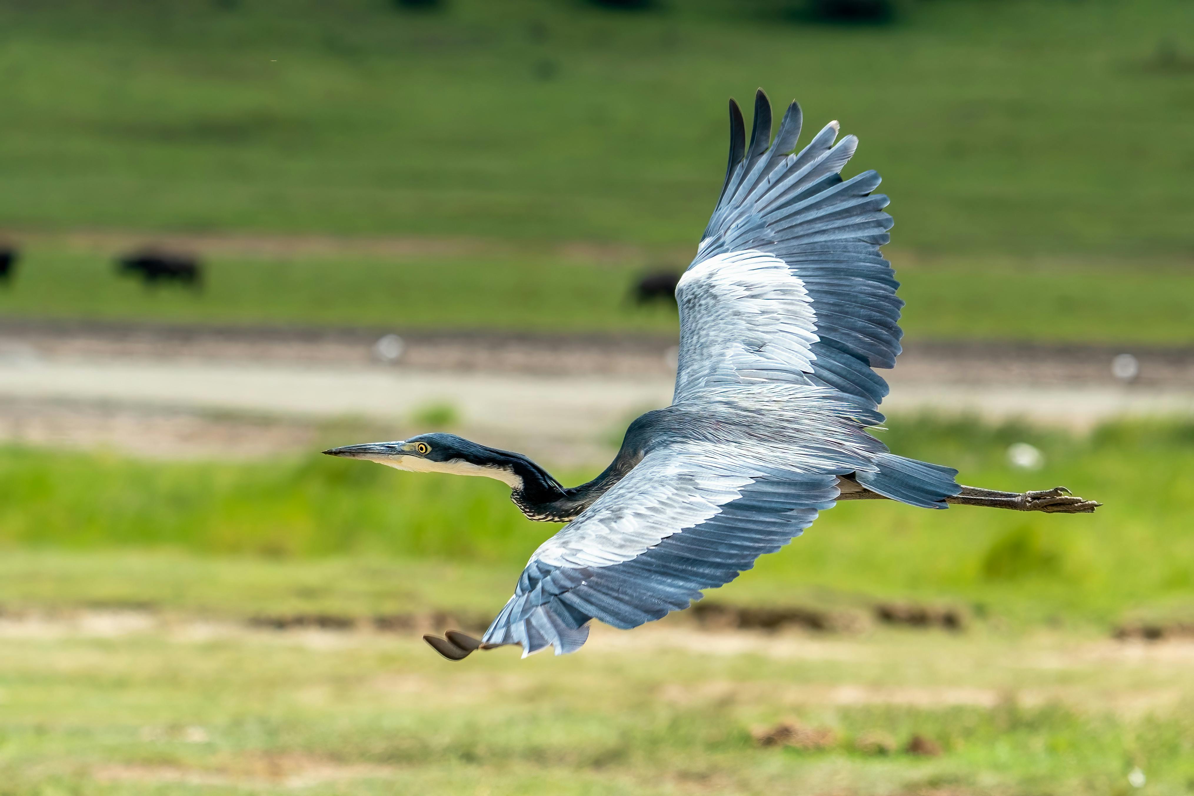 Flying Great Painted Snipe · Free Stock Photo