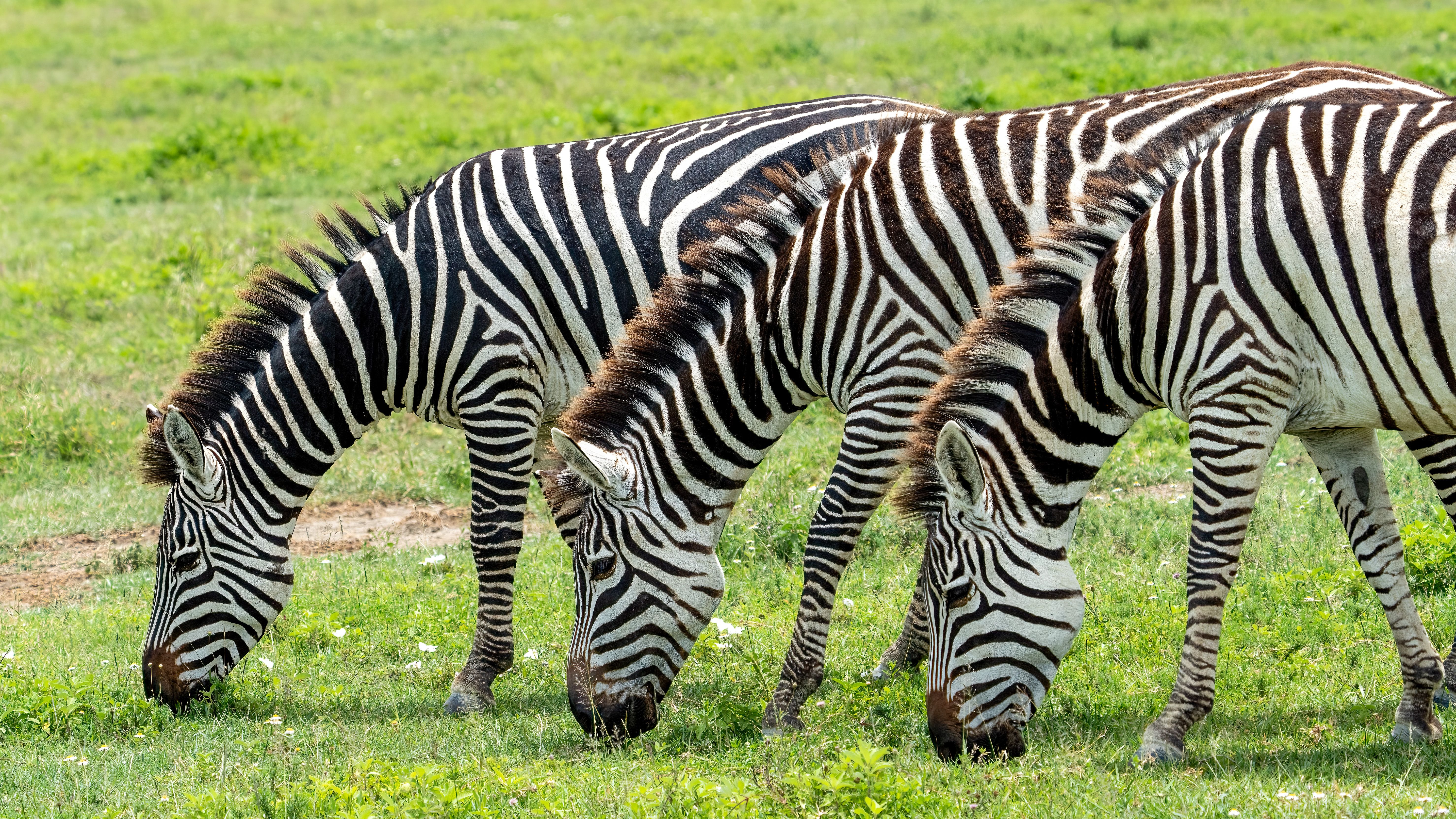 Three Zebras Grazing · Free Stock Photo