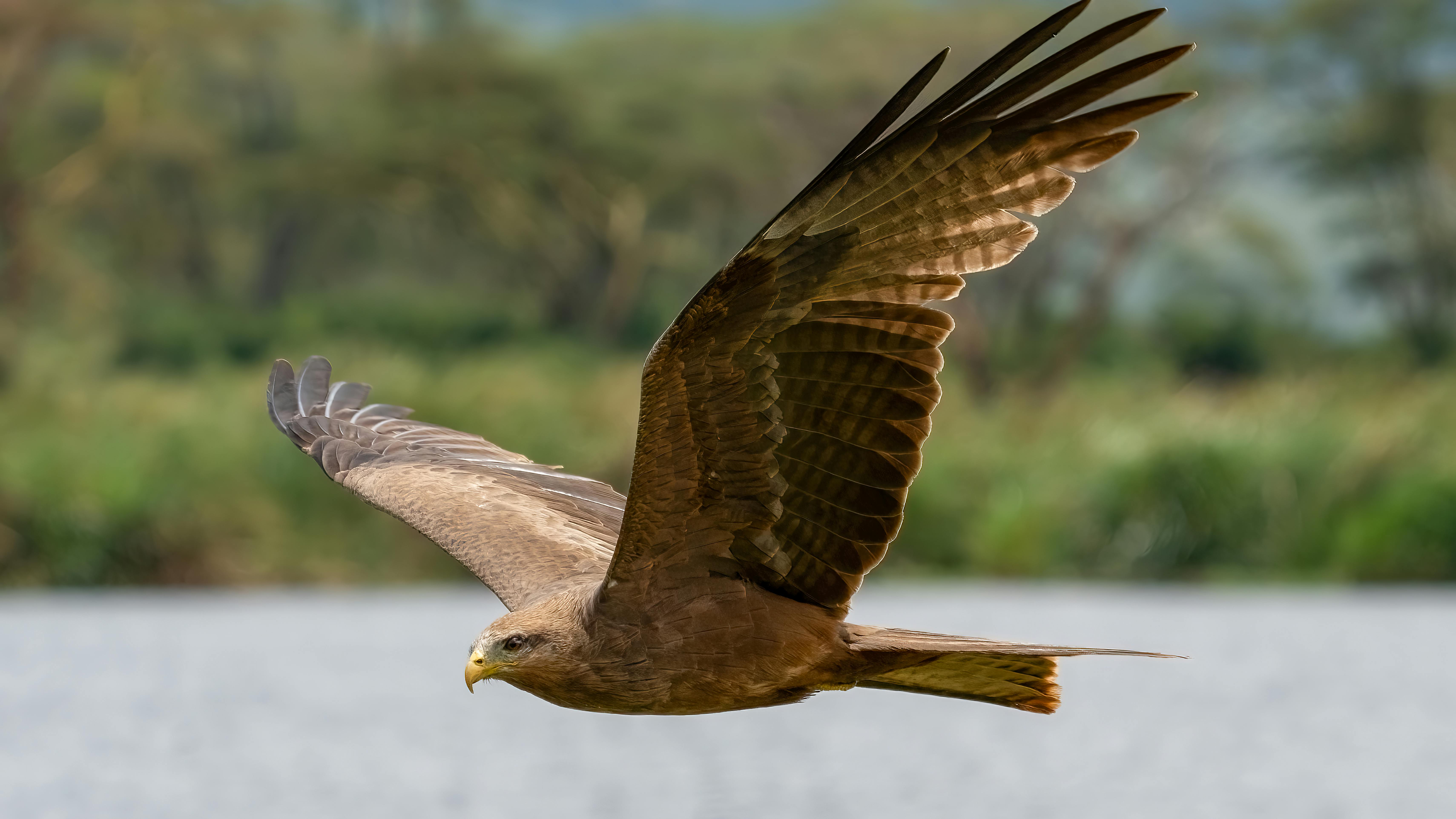An Eagle Flying · Free Stock Photo