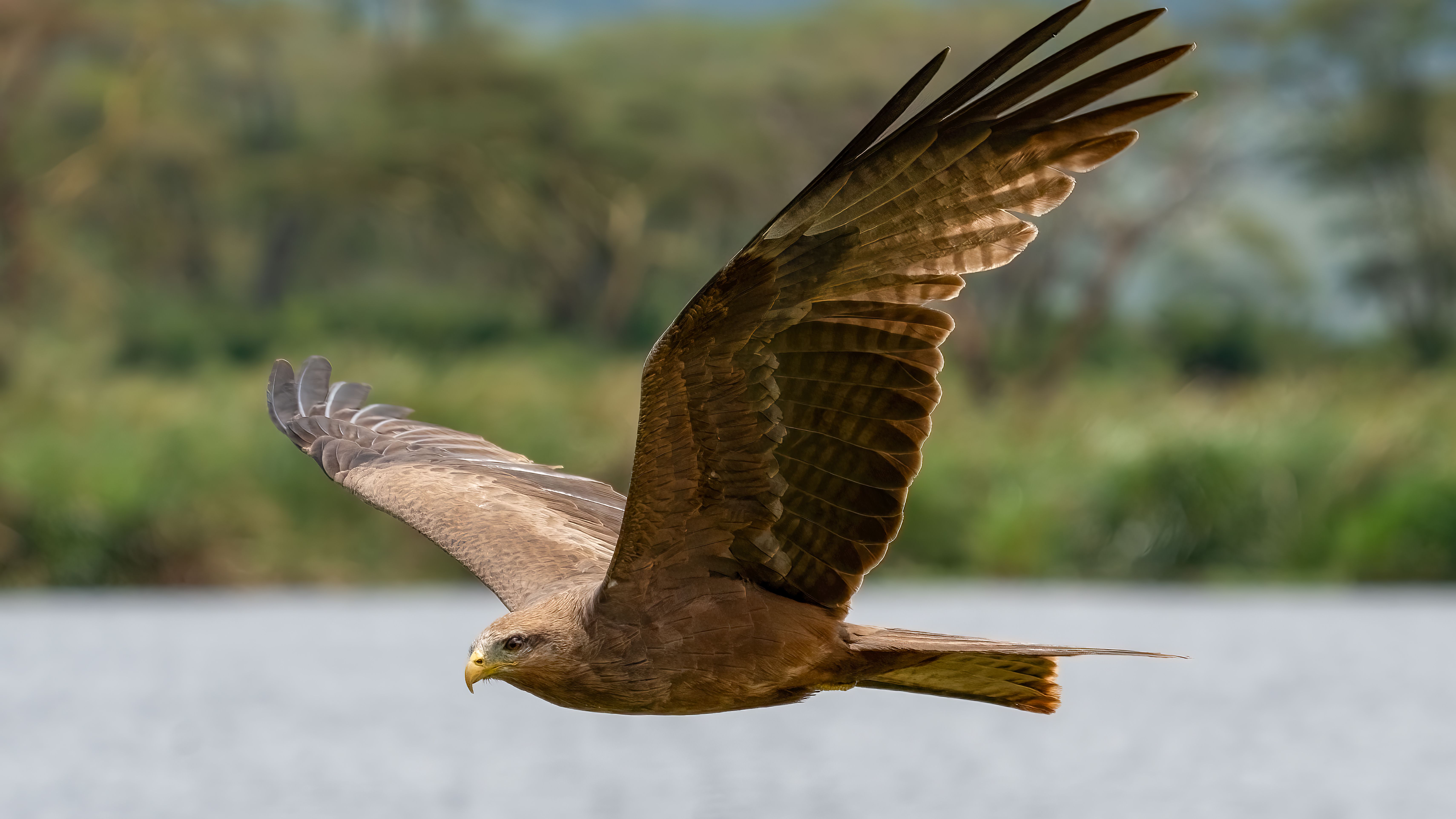 Photo of a Flying Eagle · Free Stock Photo