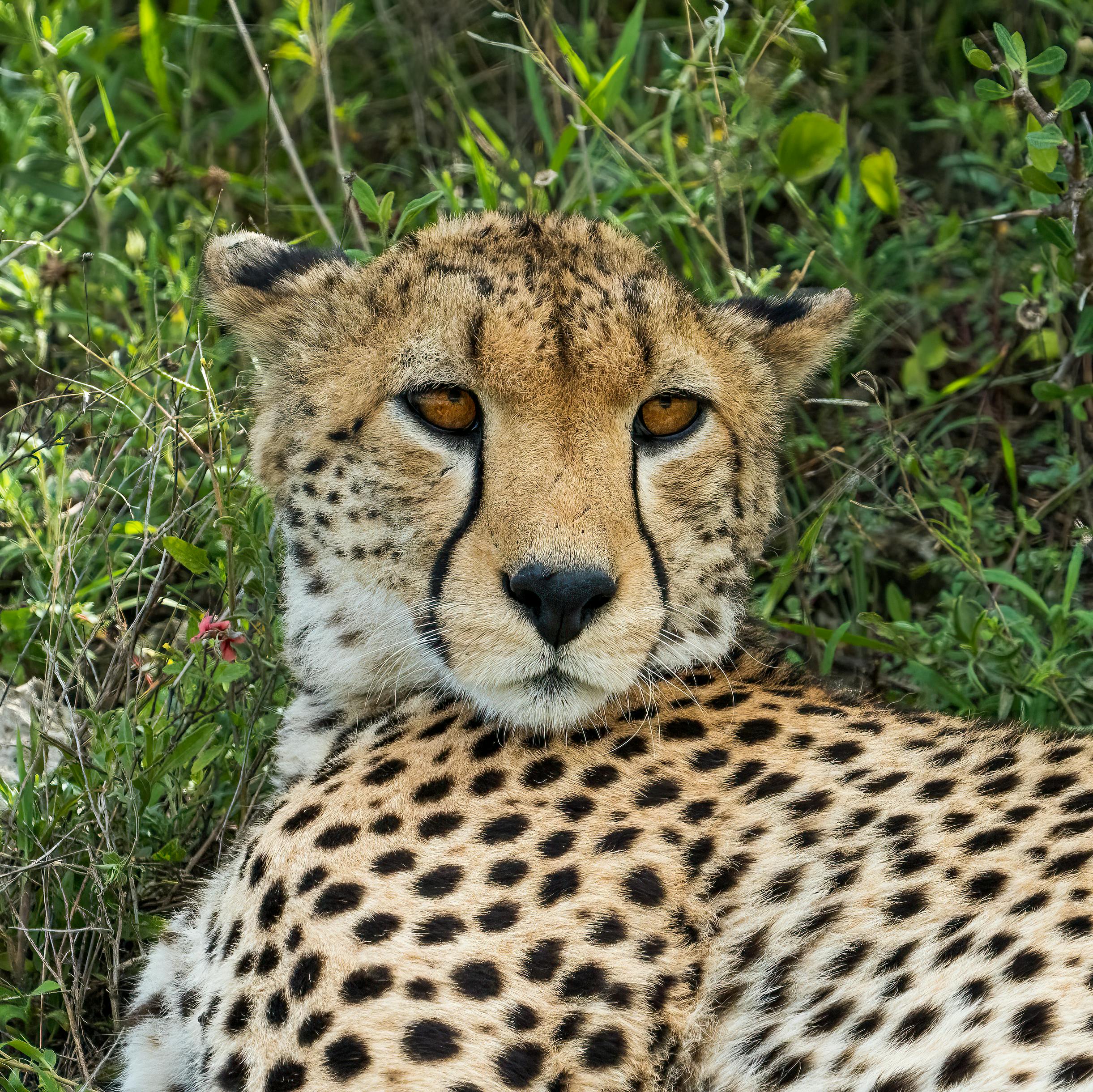 A Cheetah Lying Down on the Ground · Free Stock Photo