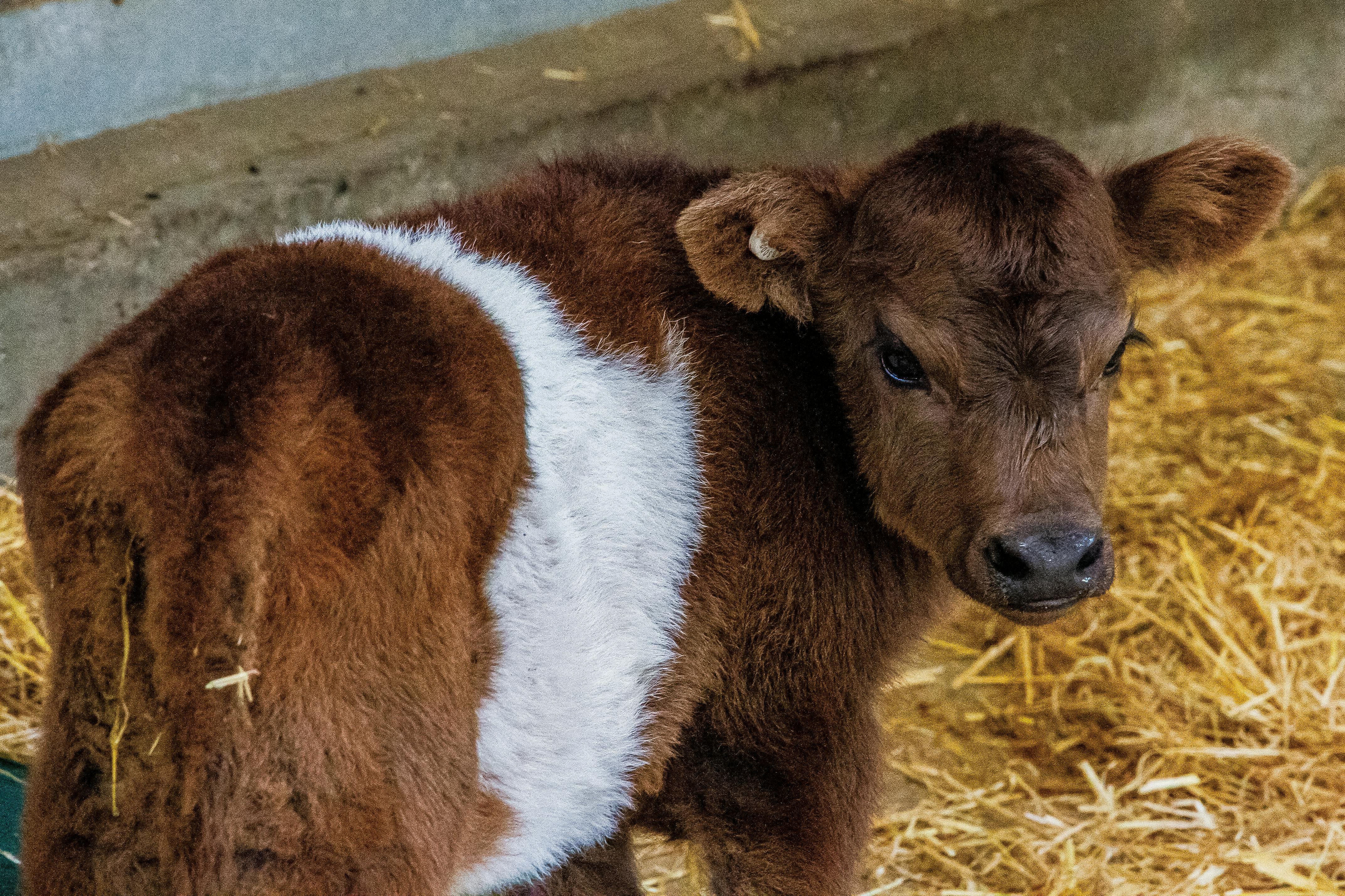 Cute Calf in Barn · Free Stock Photo