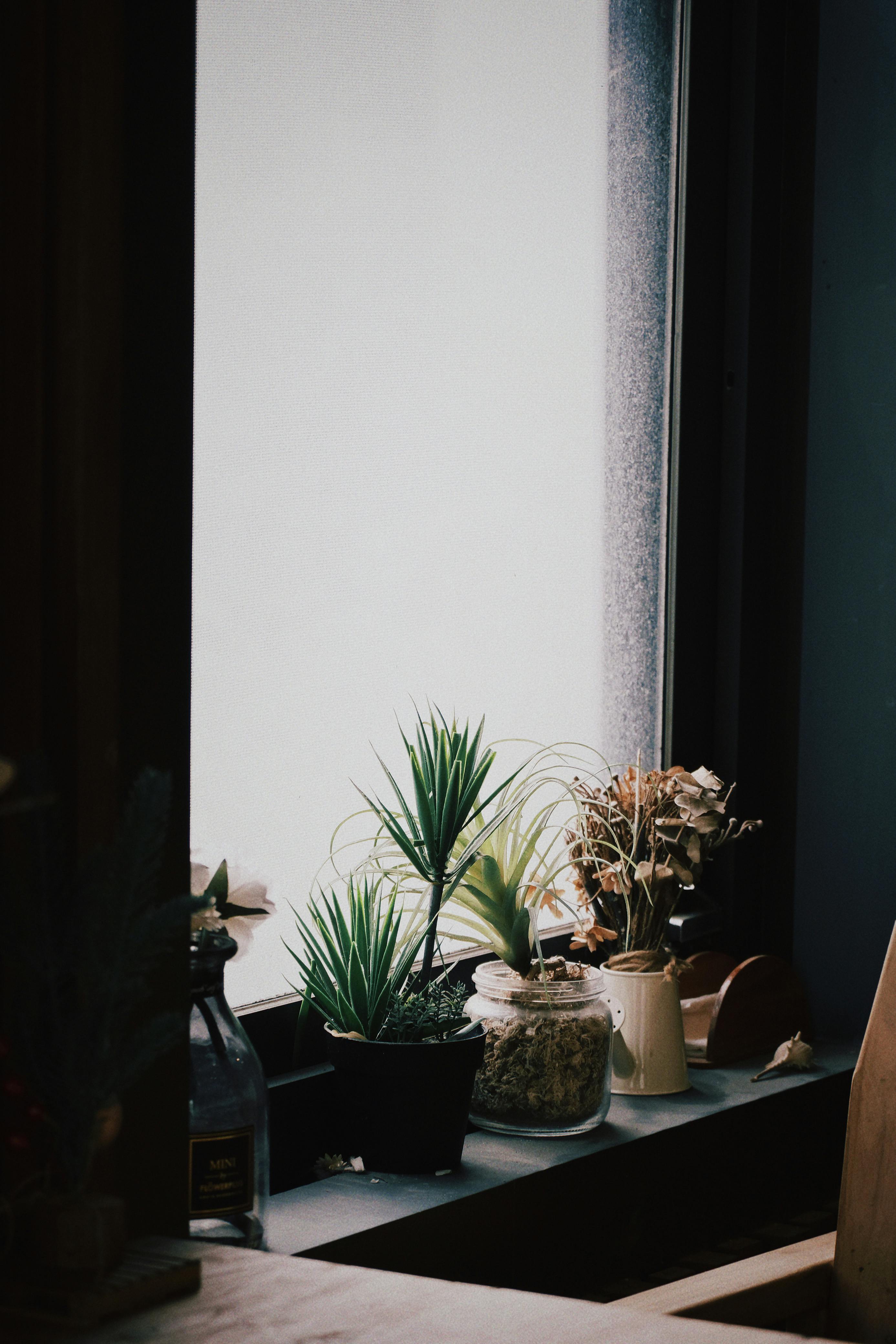 Plants behind Windows · Free Stock Photo