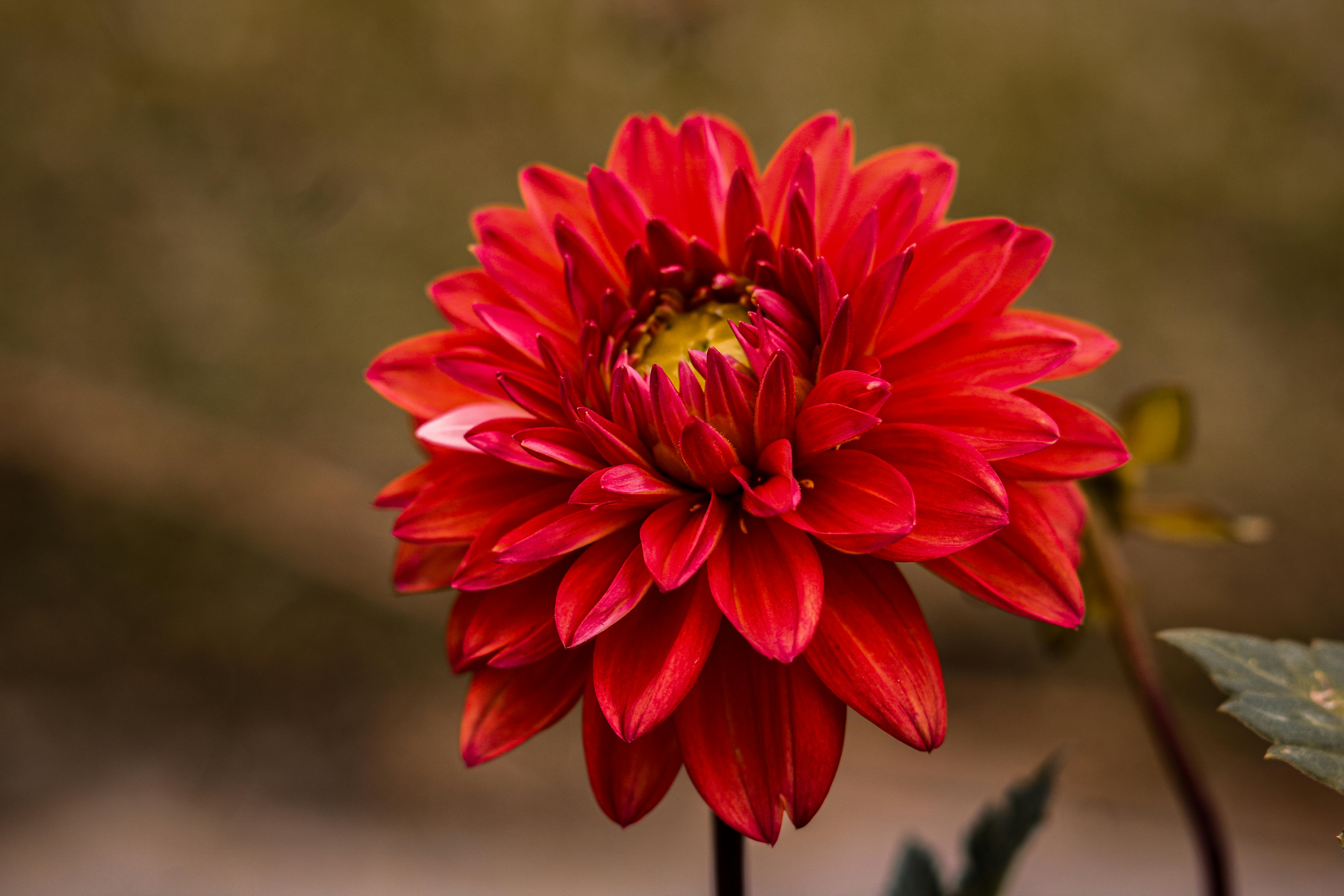 Red Spring Flower · Free Stock Photo