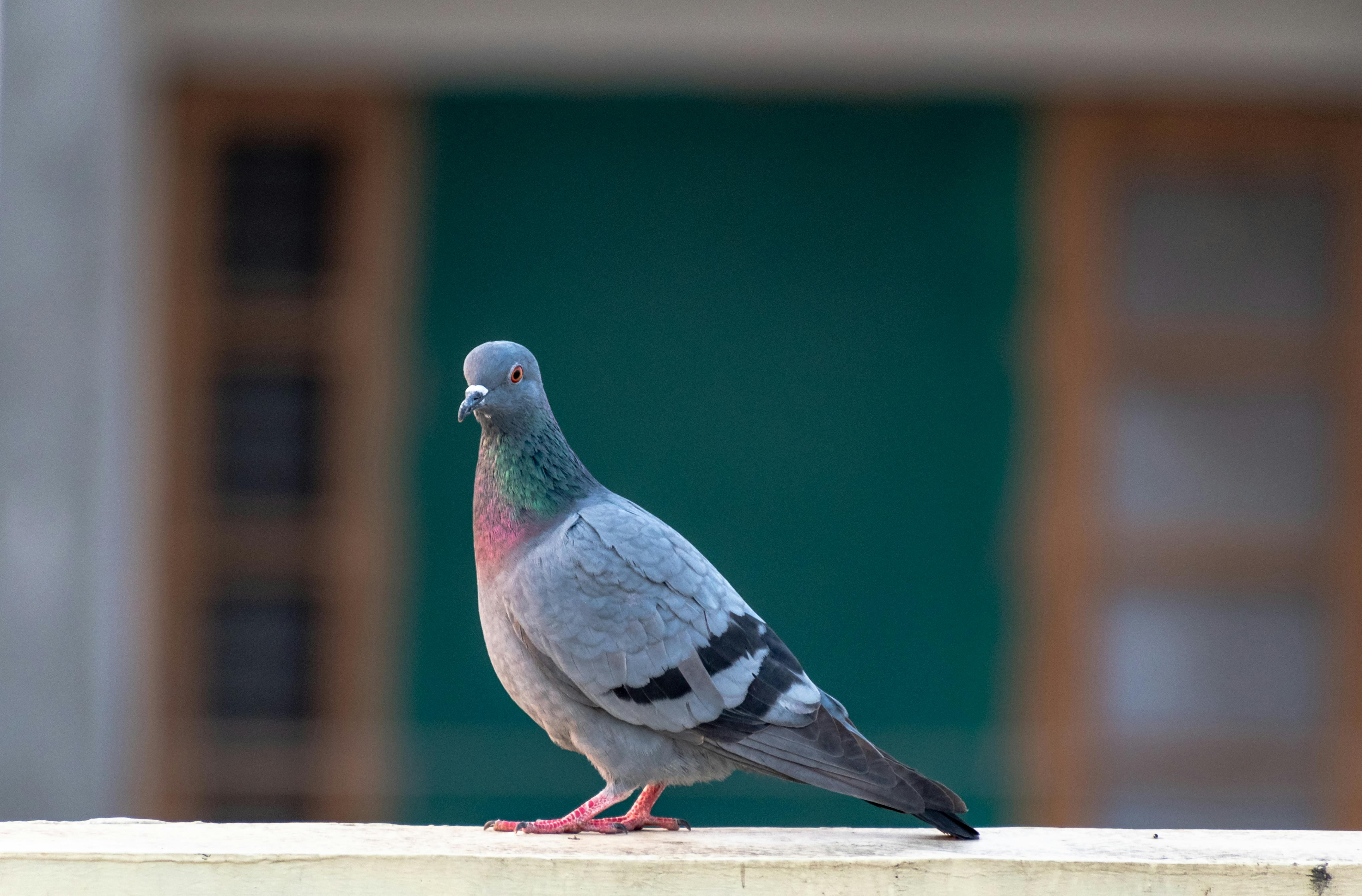 4k Wallpaper Pigeon Photos, Download The BEST Free 4k Wallpaper Pigeon ...