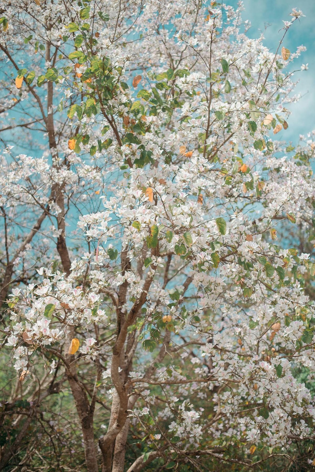 Blue Orchids Photos, Download The BEST Free Blue Orchids Stock Photos ...