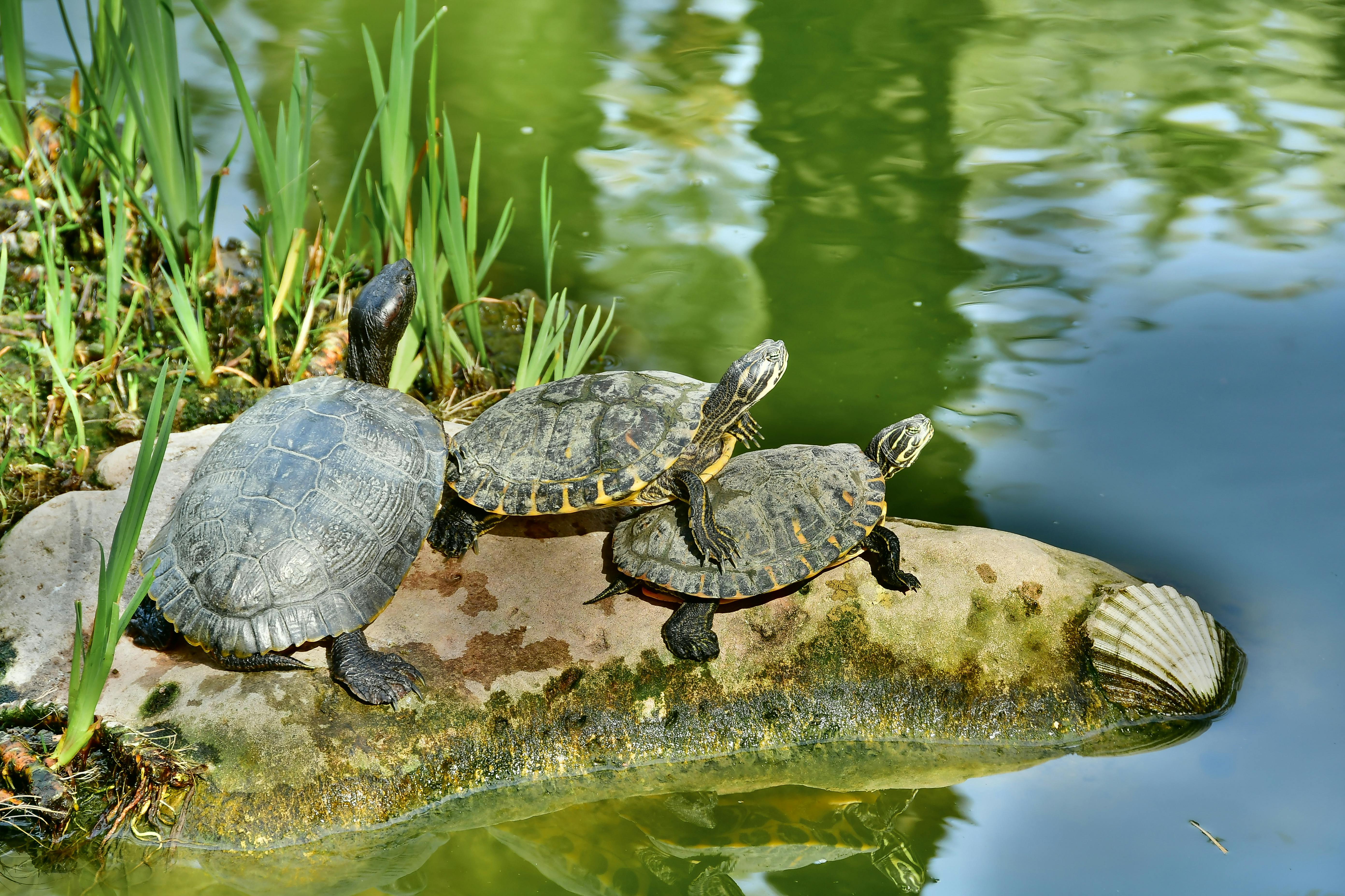 Yellow and Black Turtle · Free Stock Photo