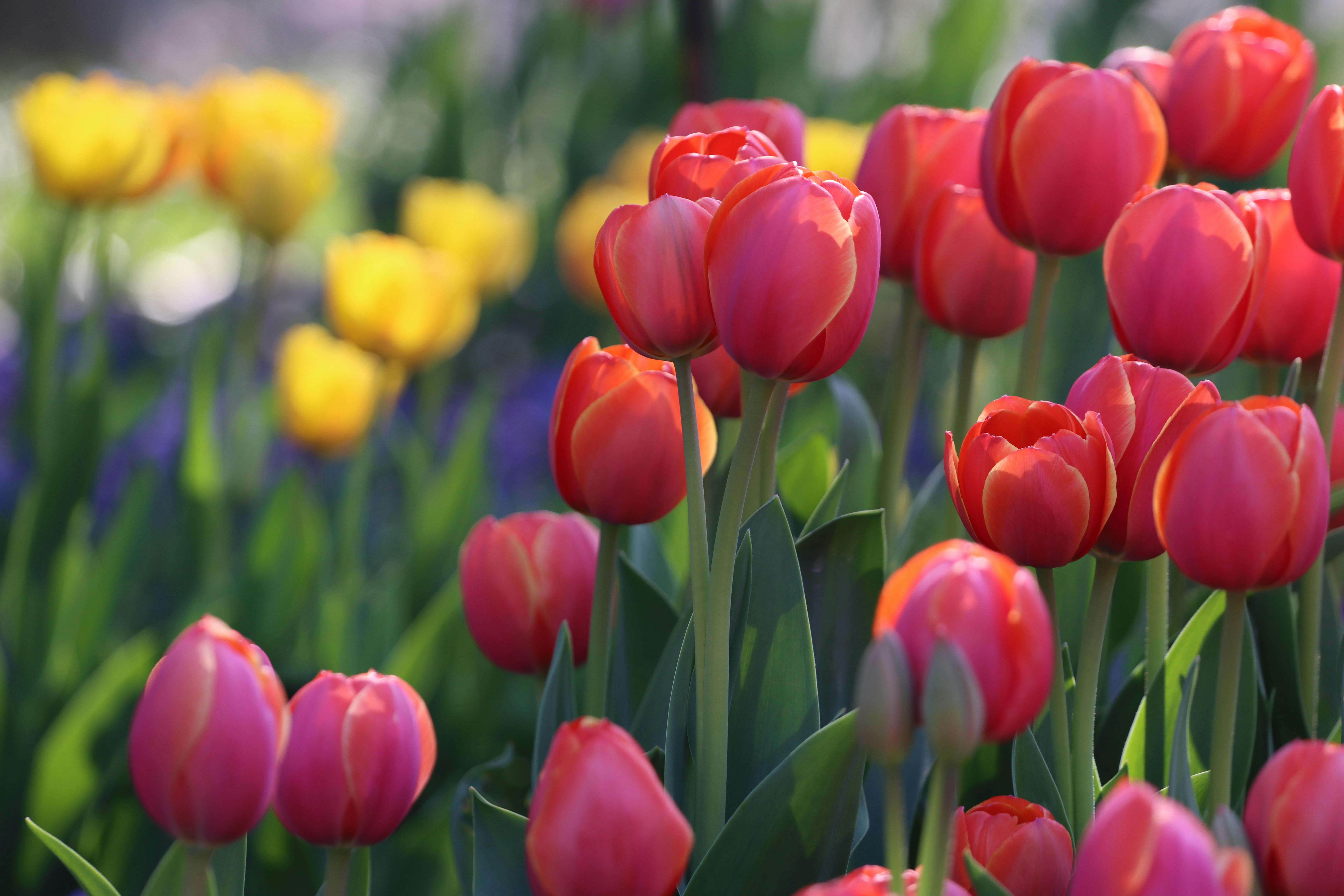 Beautiful Spring Tulips in Garden · Free Stock Photo