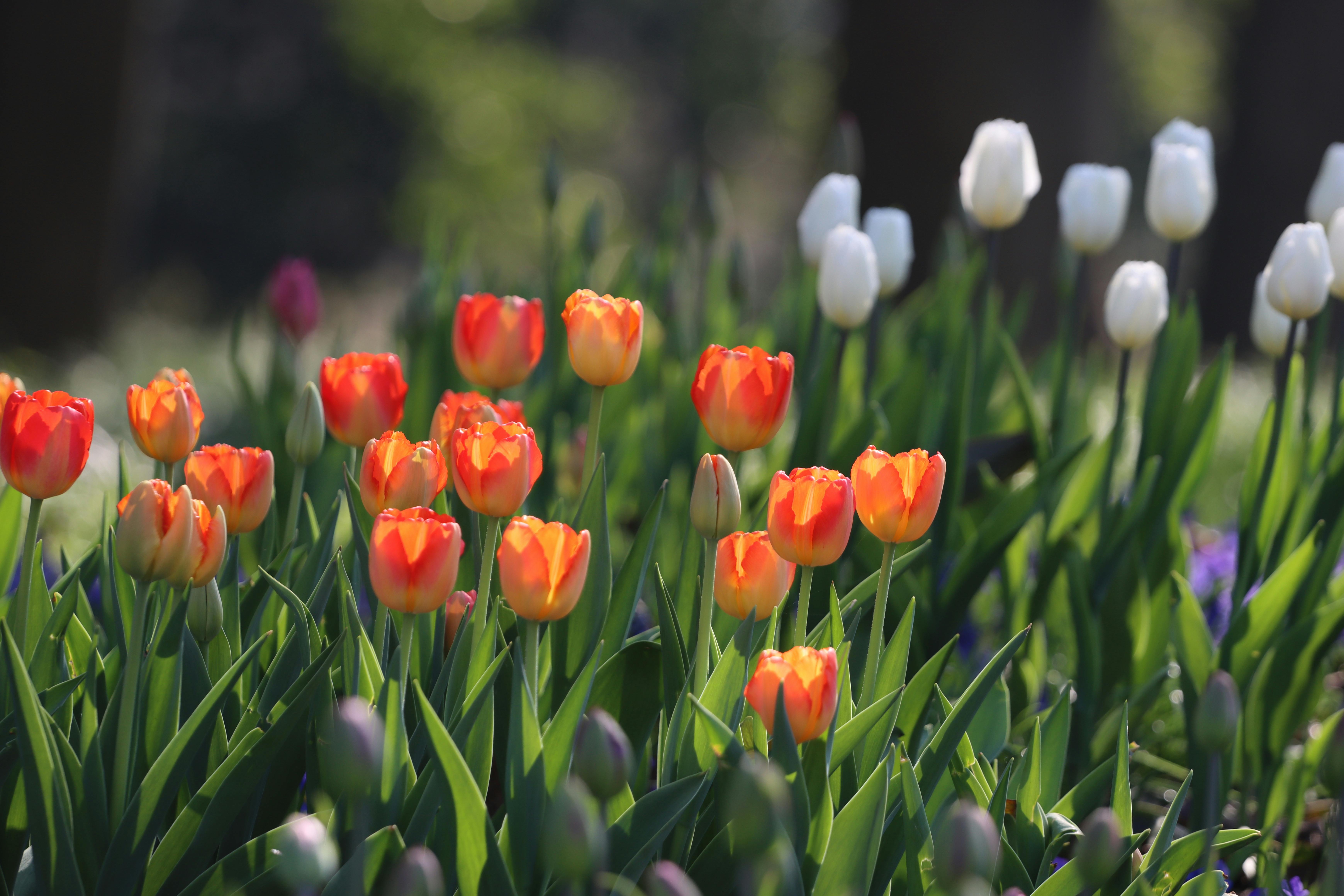 Beautiful Spring Tulips in Garden · Free Stock Photo