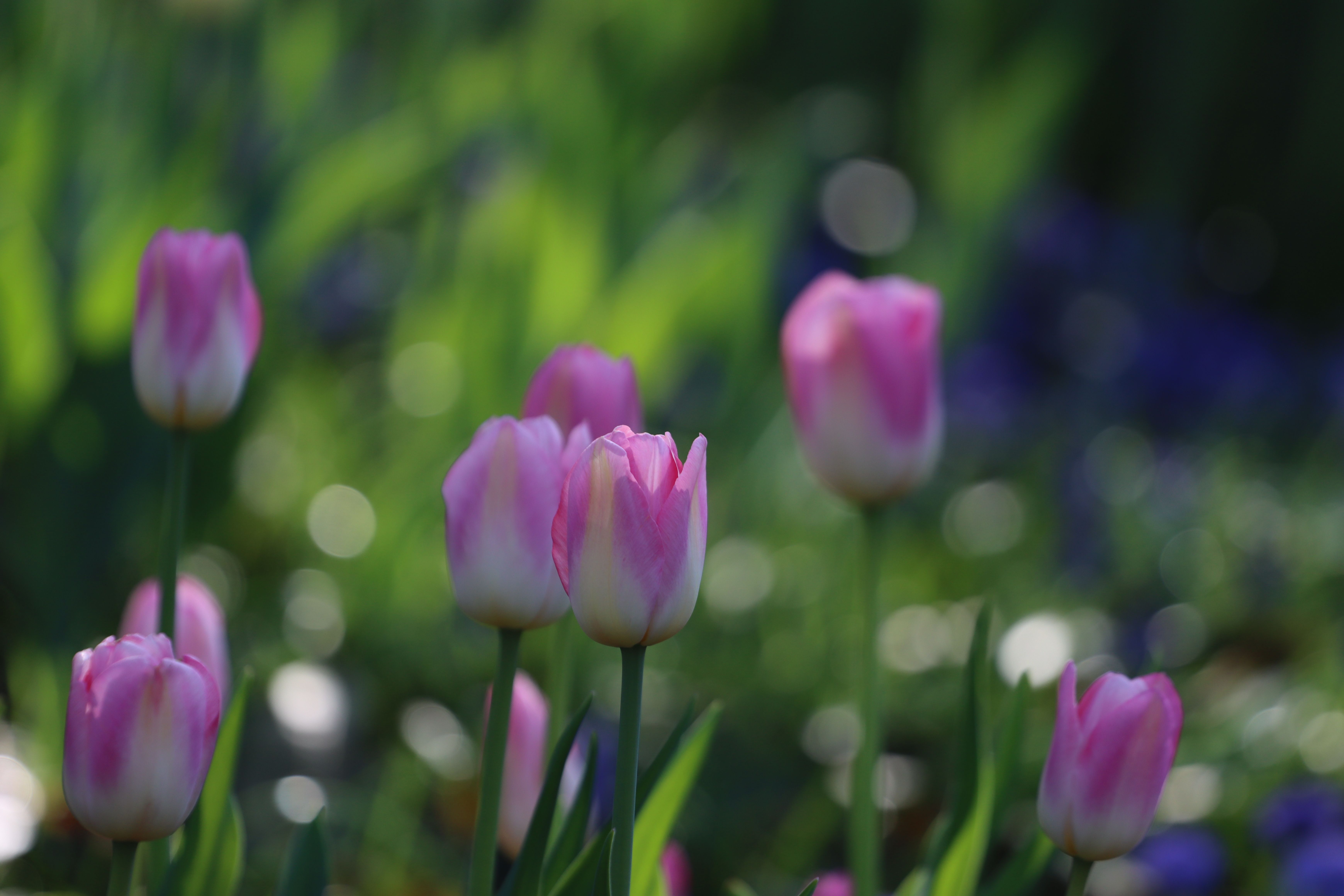 Beautiful Spring Tulips in Garden · Free Stock Photo