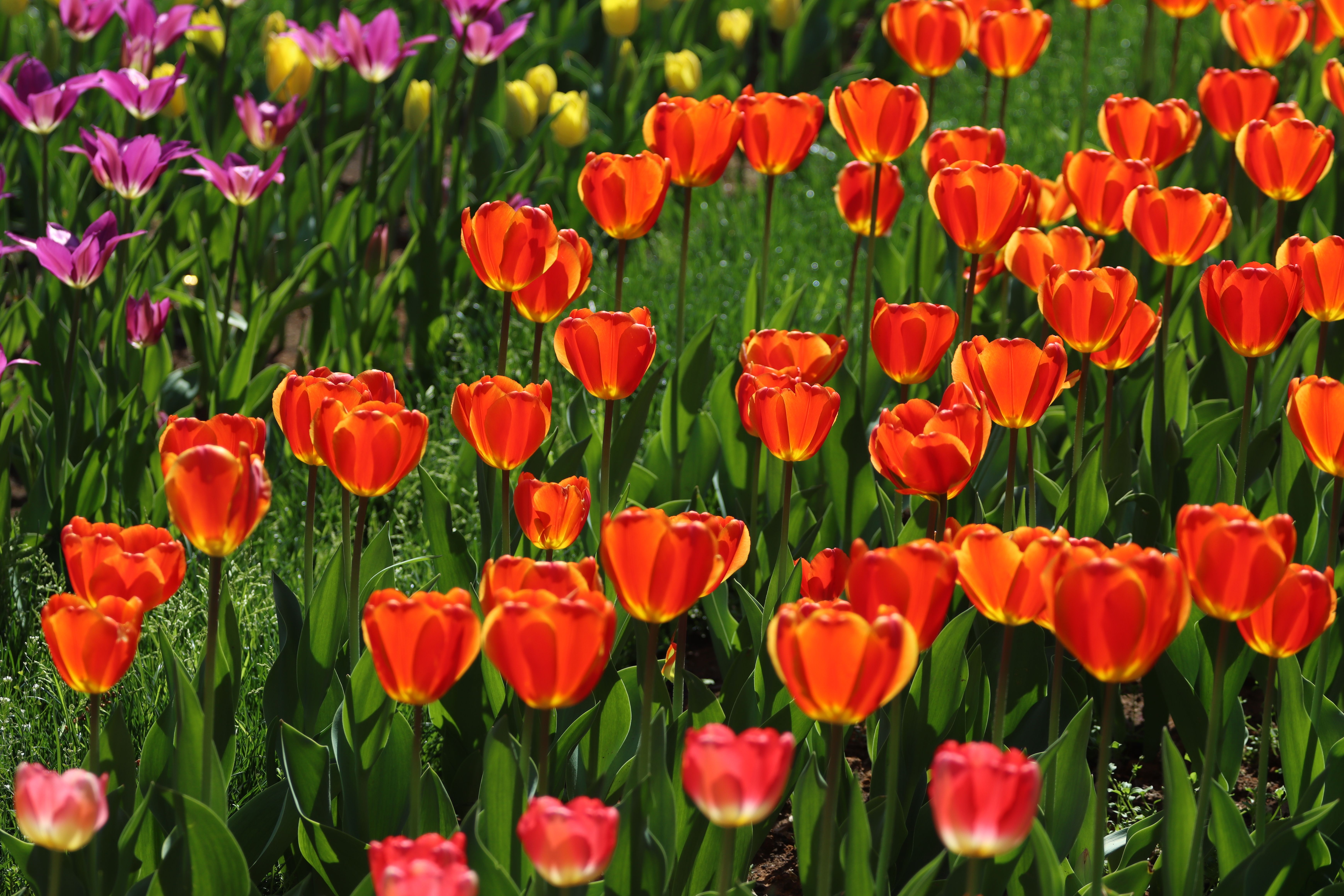 Flowers Garden Photos, Download The BEST Free Flowers Garden Stock ...
