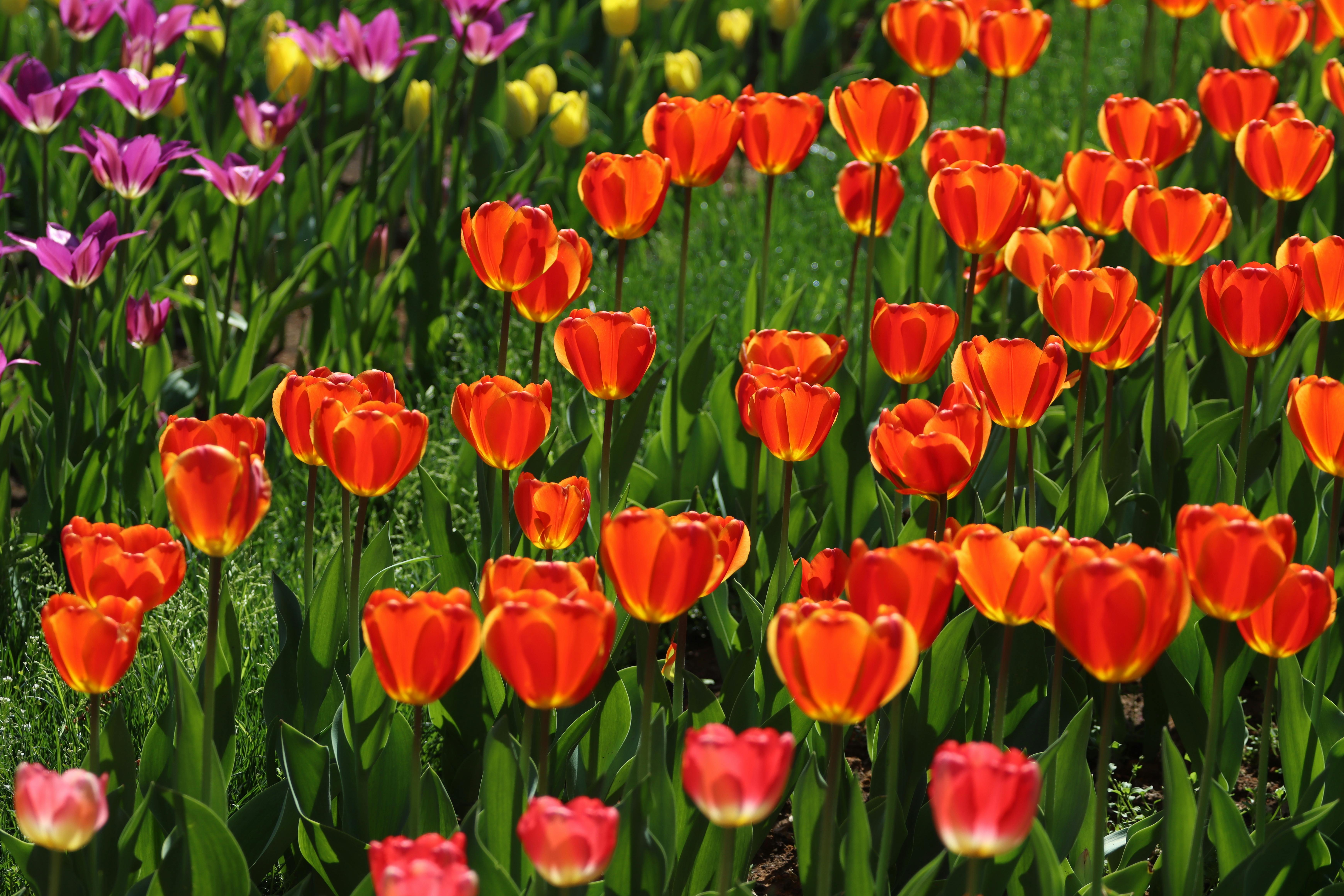 Red Tulips in Chinese Garden · Free Stock Photo