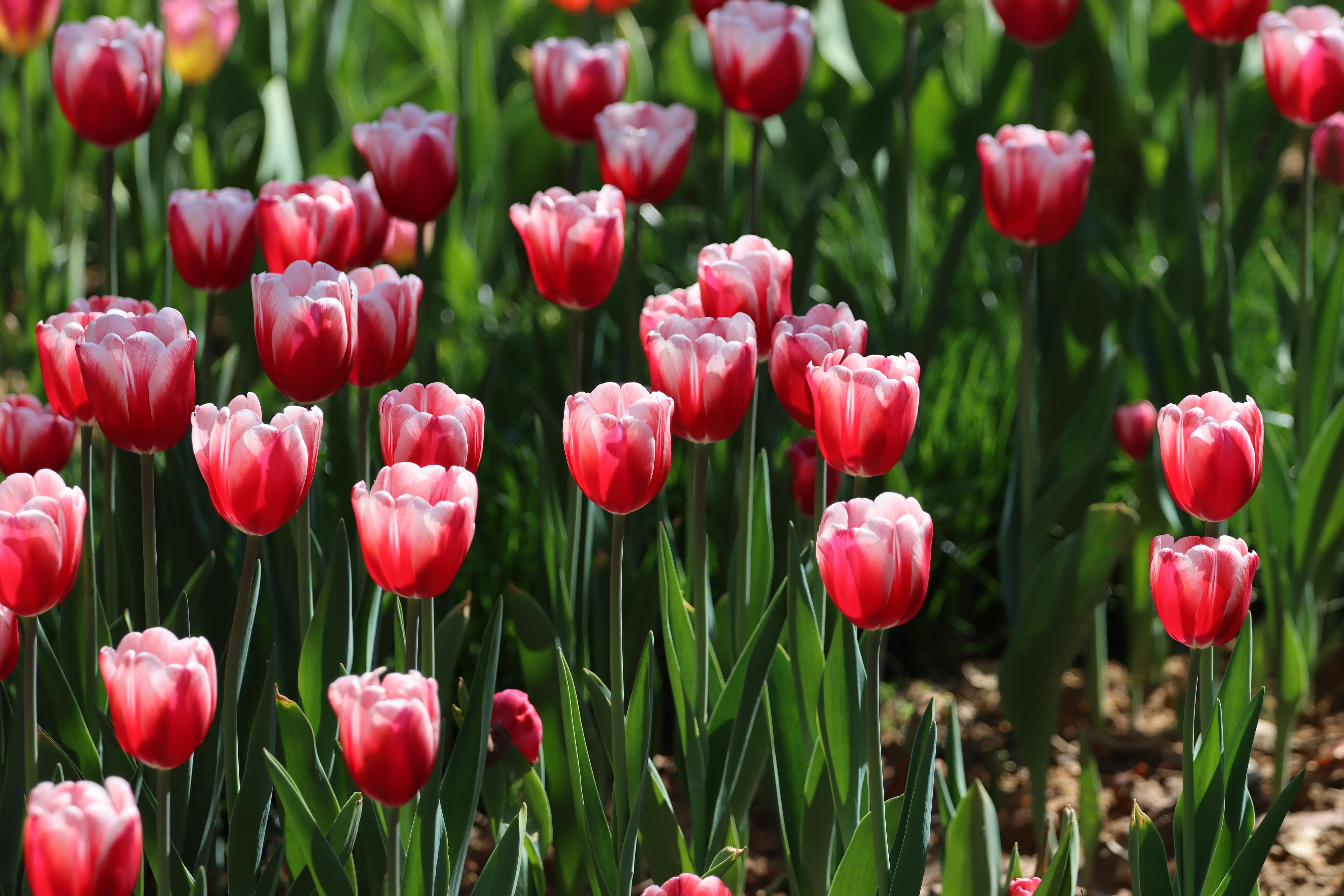 Red Beautiful Tulips in Chinese Garden · Free Stock Photo