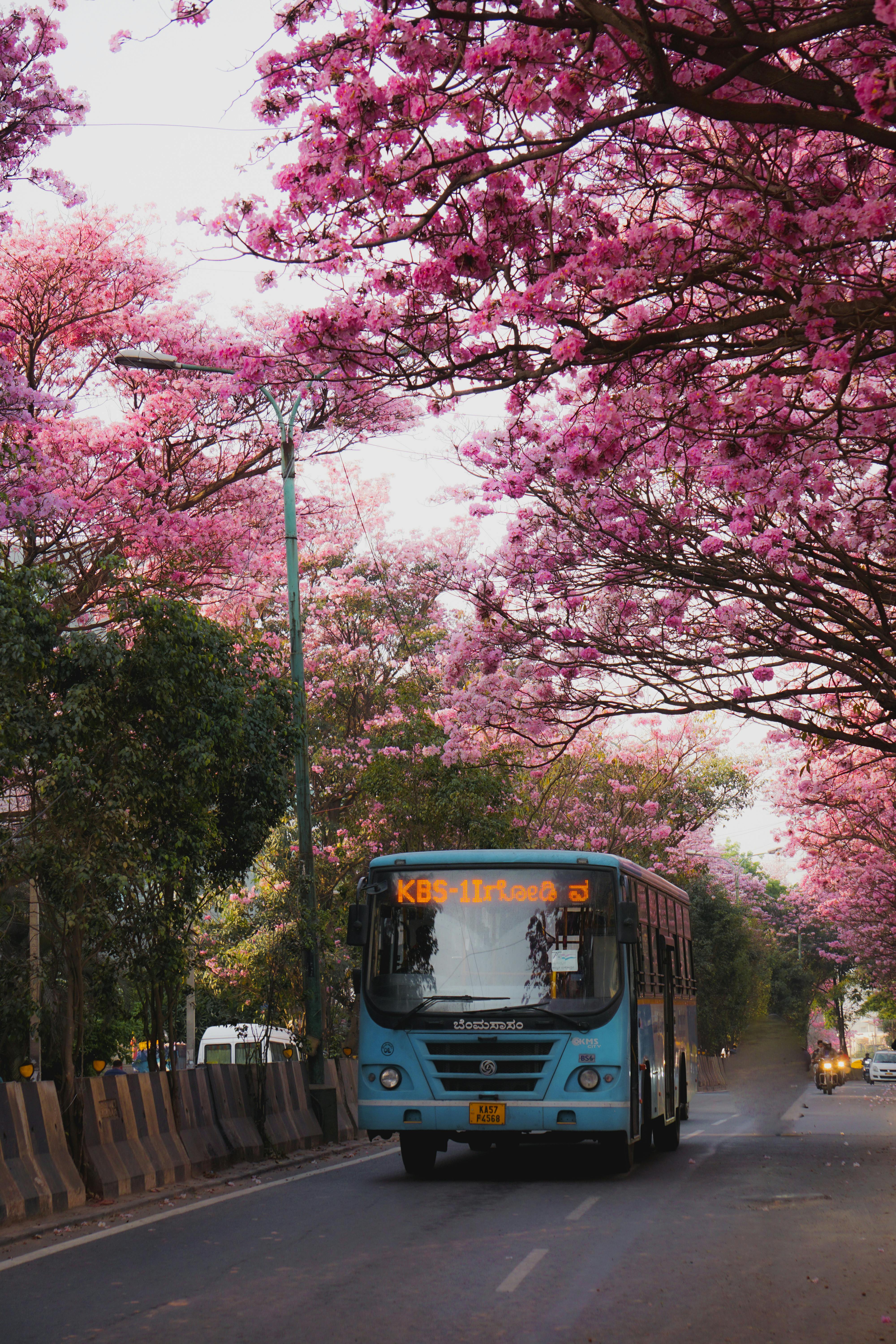 A Bus Driving on the Road between Trees with Pink Flowers · Free Stock ...