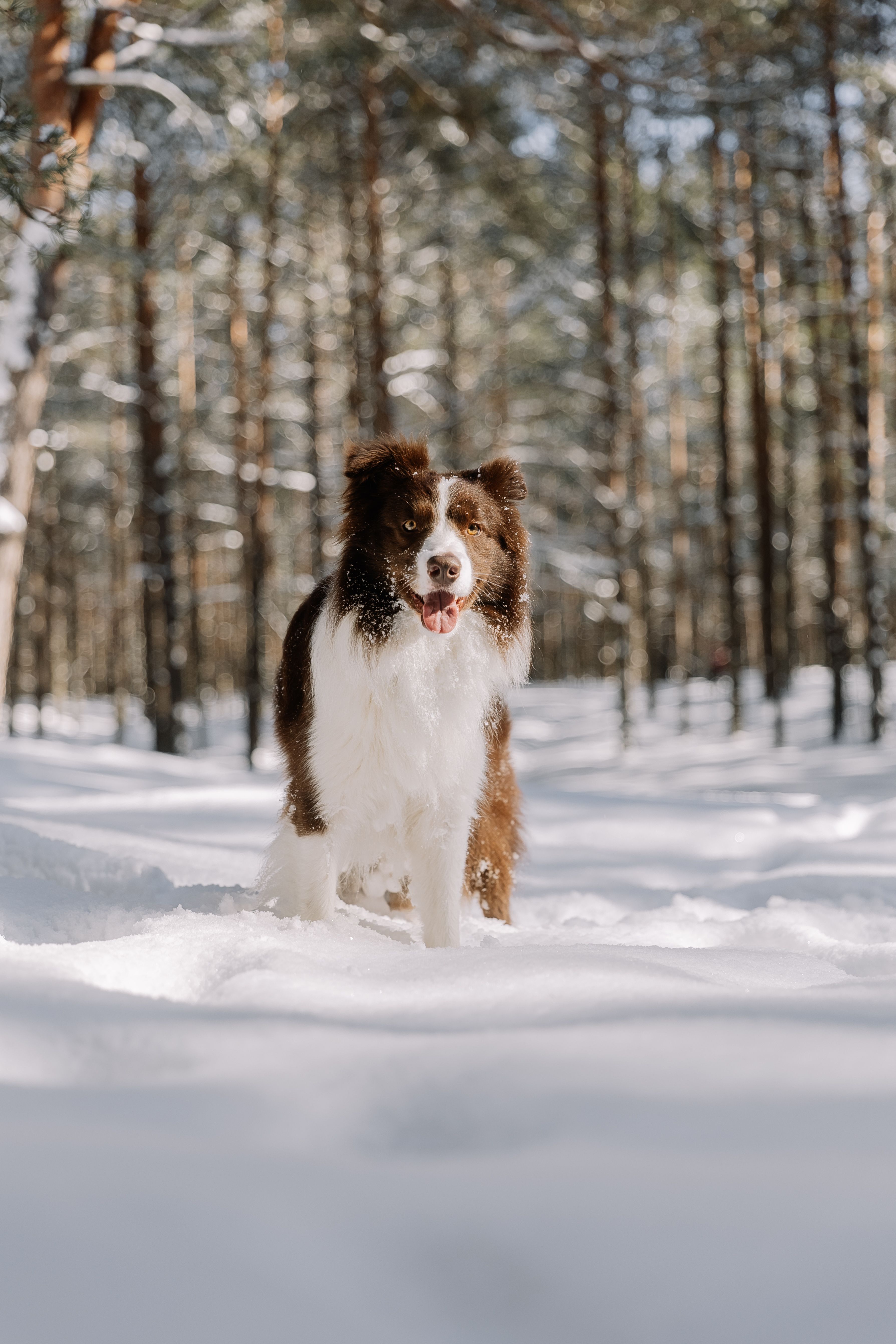 Dogs Sitting in Snow in Forest · Free Stock Photo
