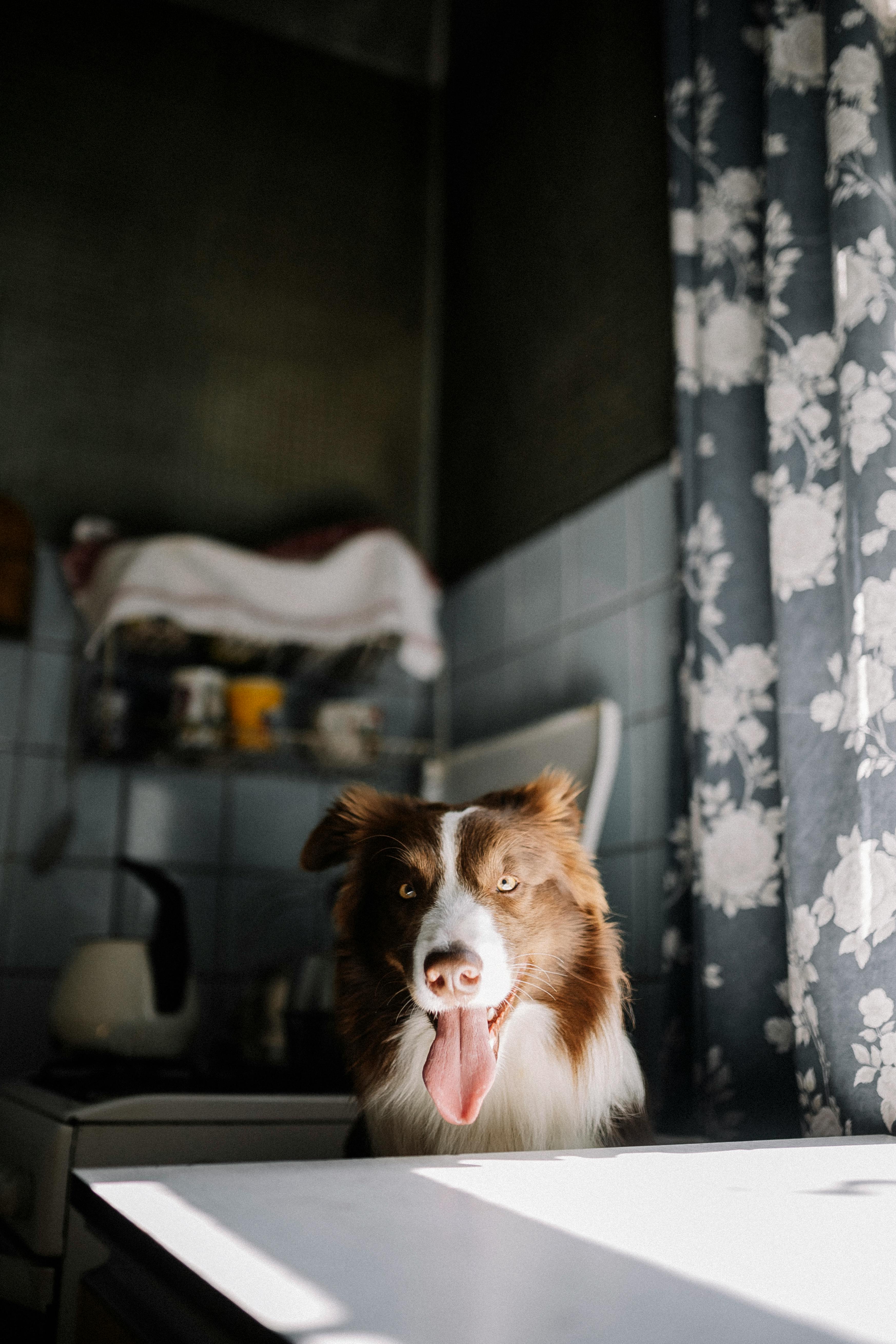 Cat Dog Human Photos, Download The BEST Free Cat Dog Human Stock Photos ...