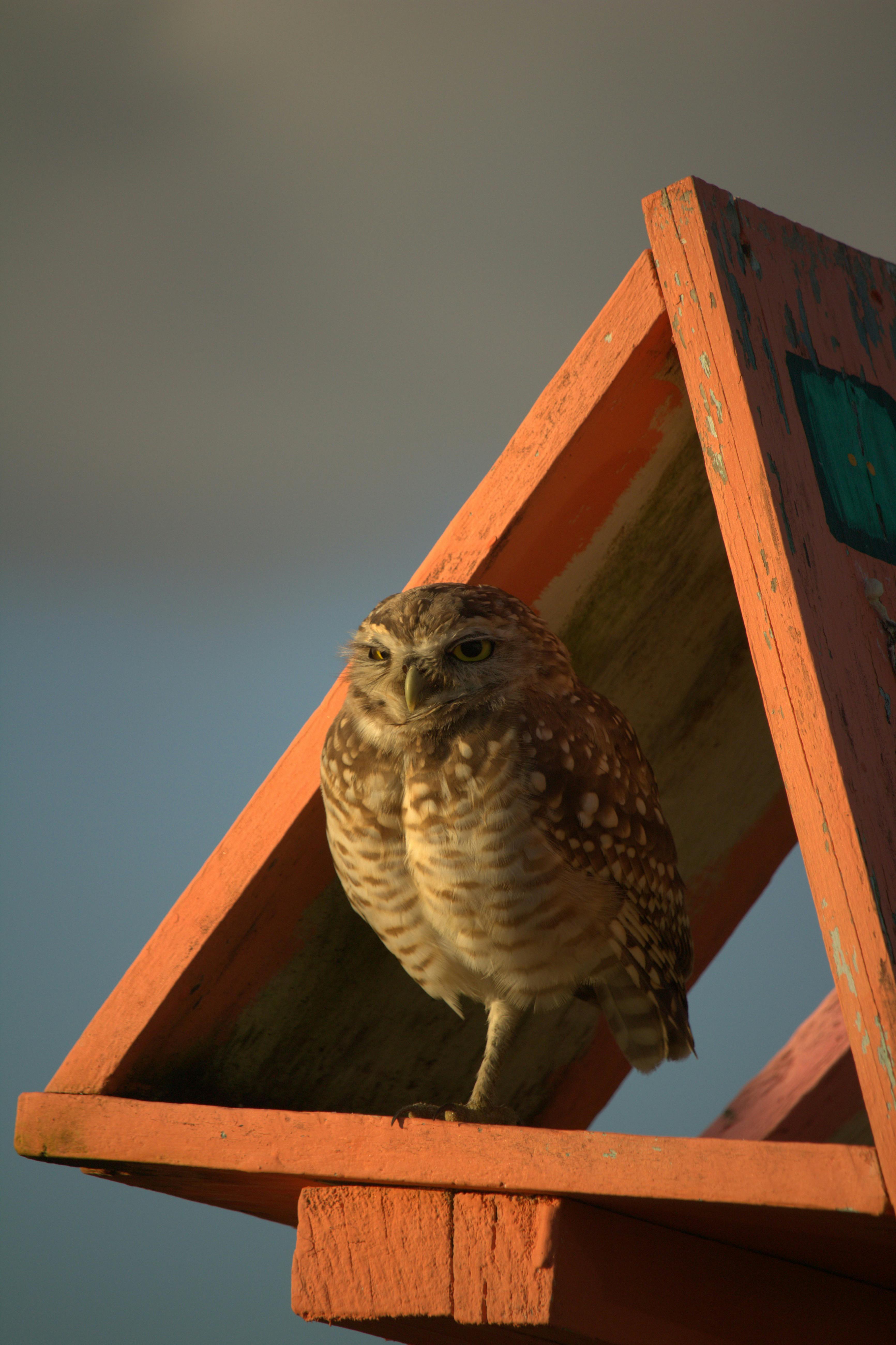Animated Owl Photos, Download The BEST Free Animated Owl Stock Photos ...