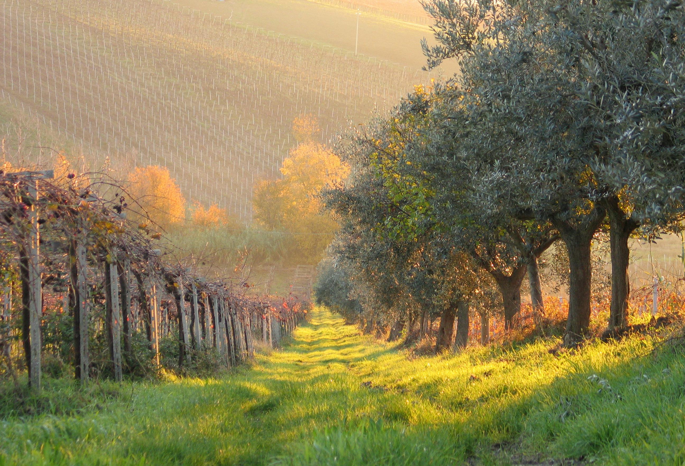 A path through the vineyards at sunrise · Free Stock Photo