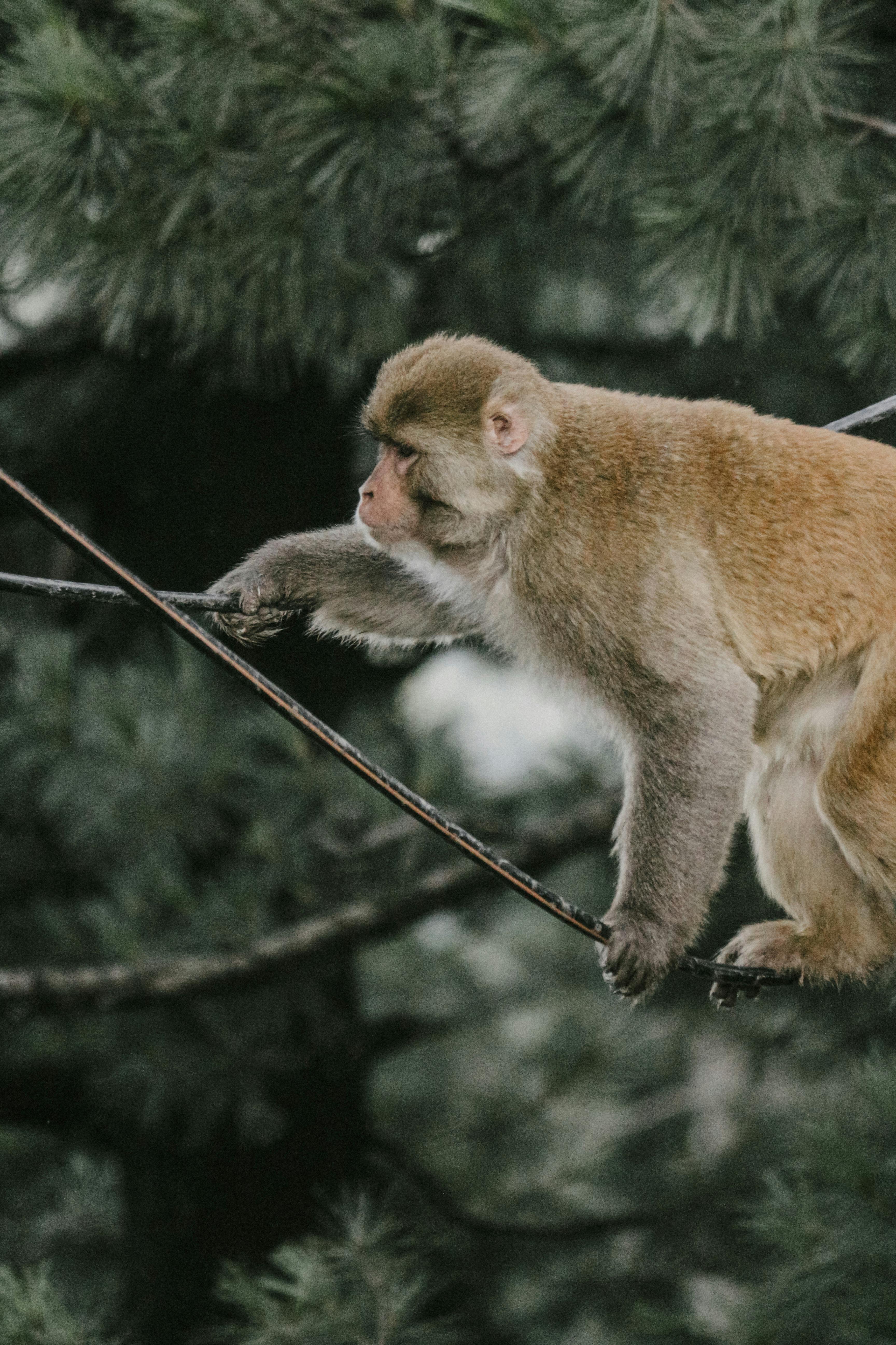 Monkey climbing · Free Stock Photo