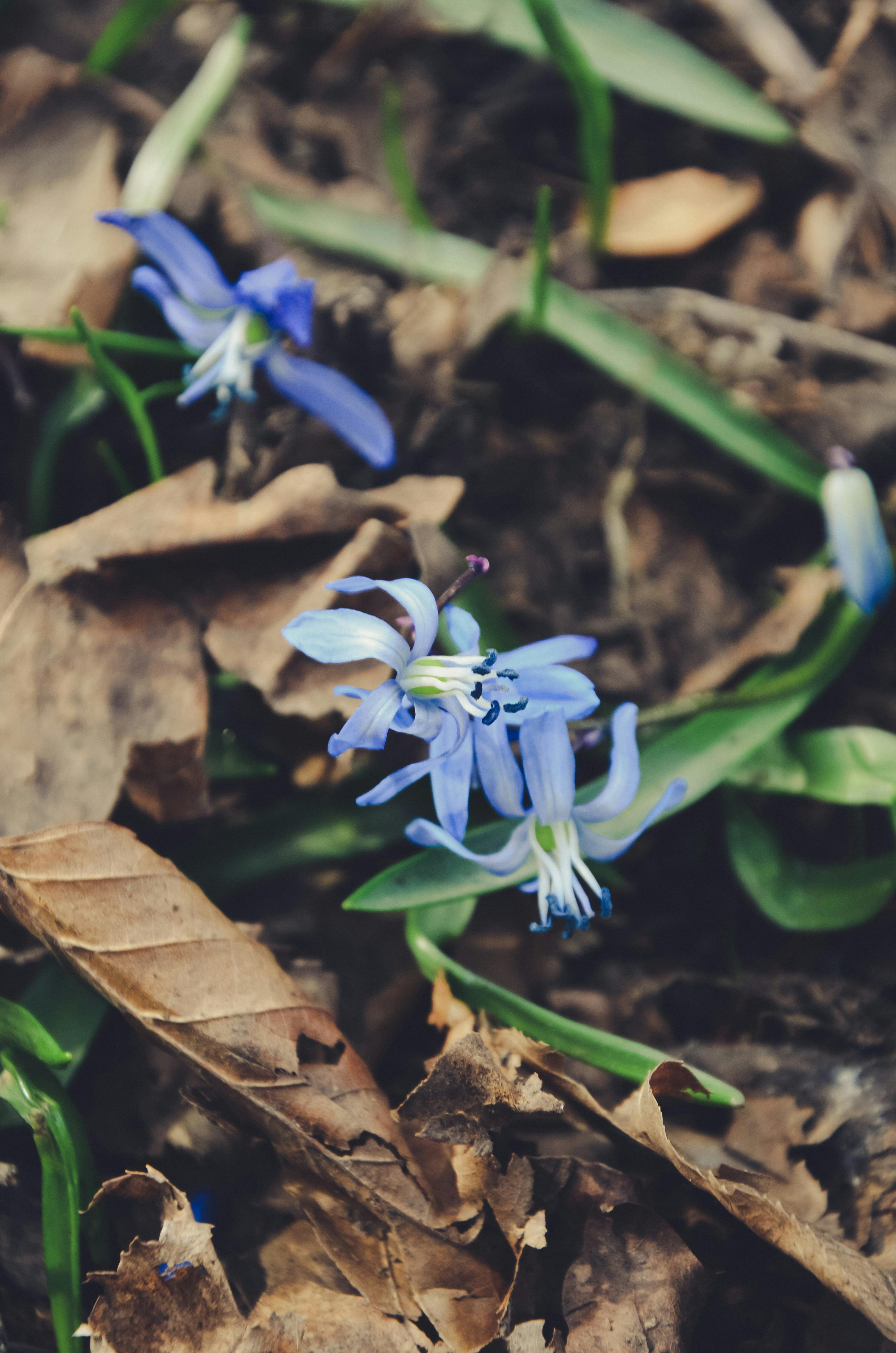 Alpine Squills Flowers on Ground · Free Stock Photo