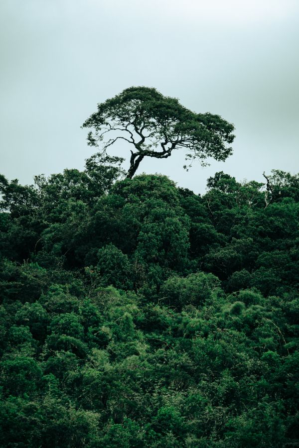 Free Rainforest Photos, Download The BEST Free Free Rainforest Stock ...