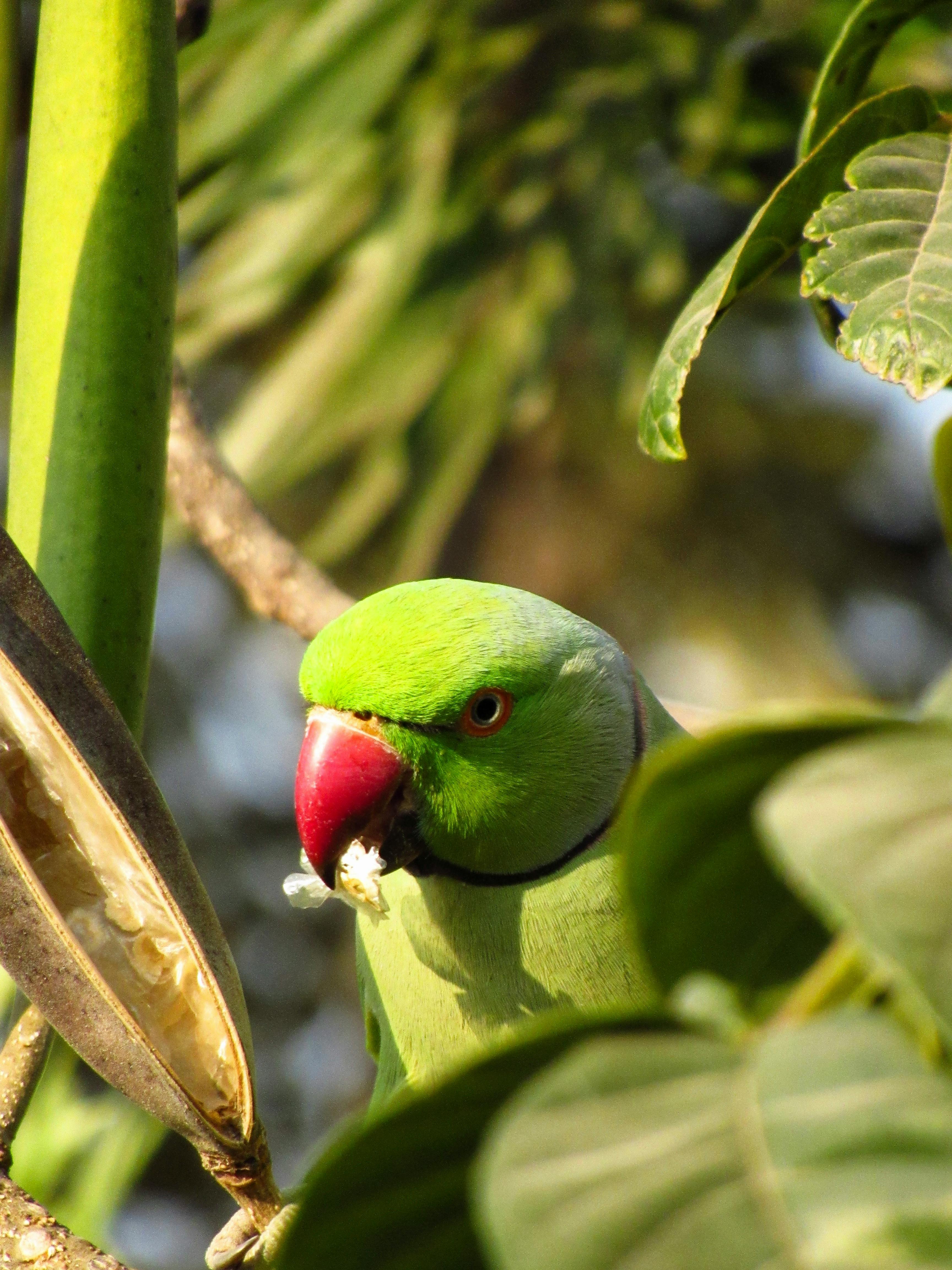 Green Parakeet on Tree · Free Stock Photo