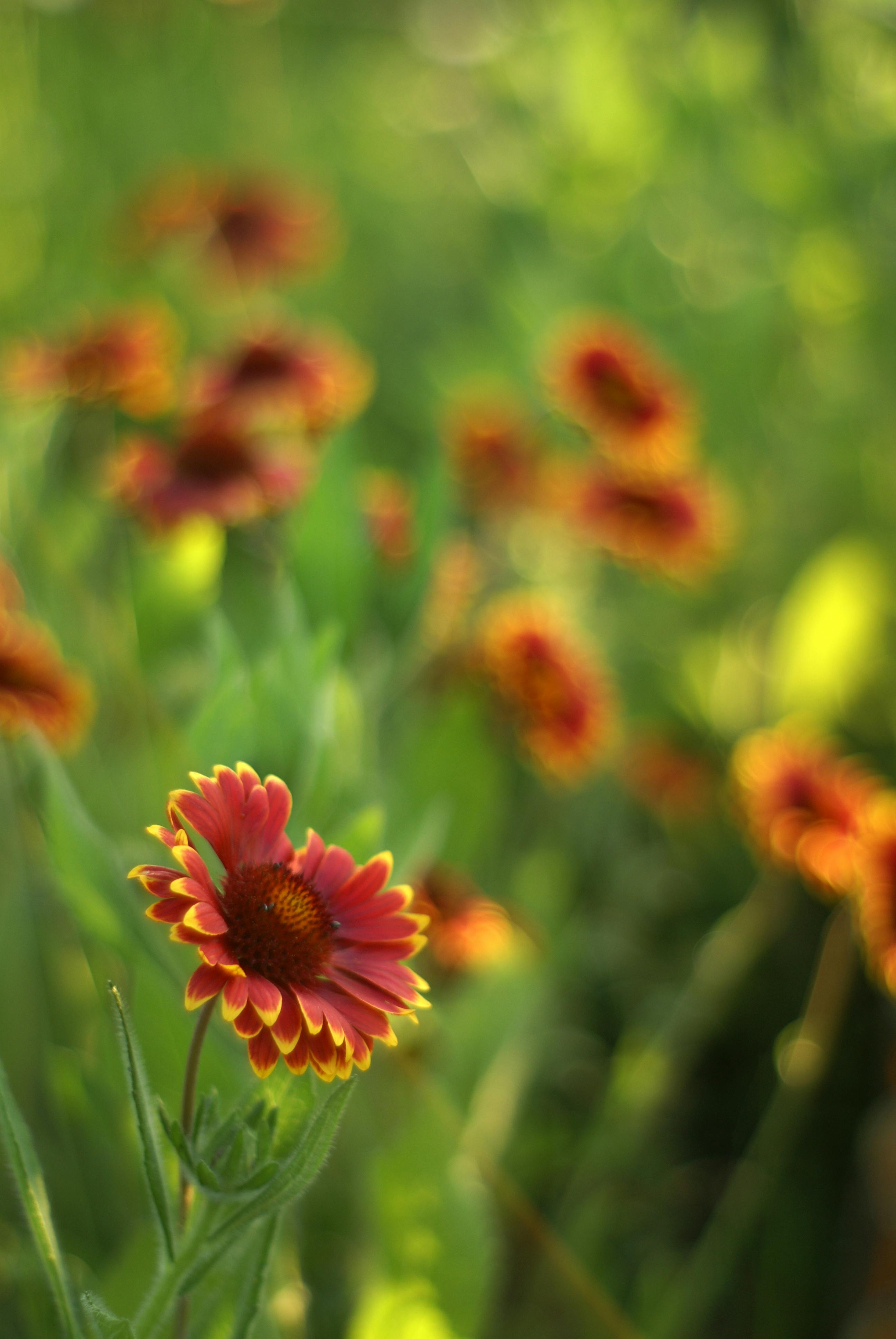 A close up of a flower with red and yellow petals · Free Stock Photo