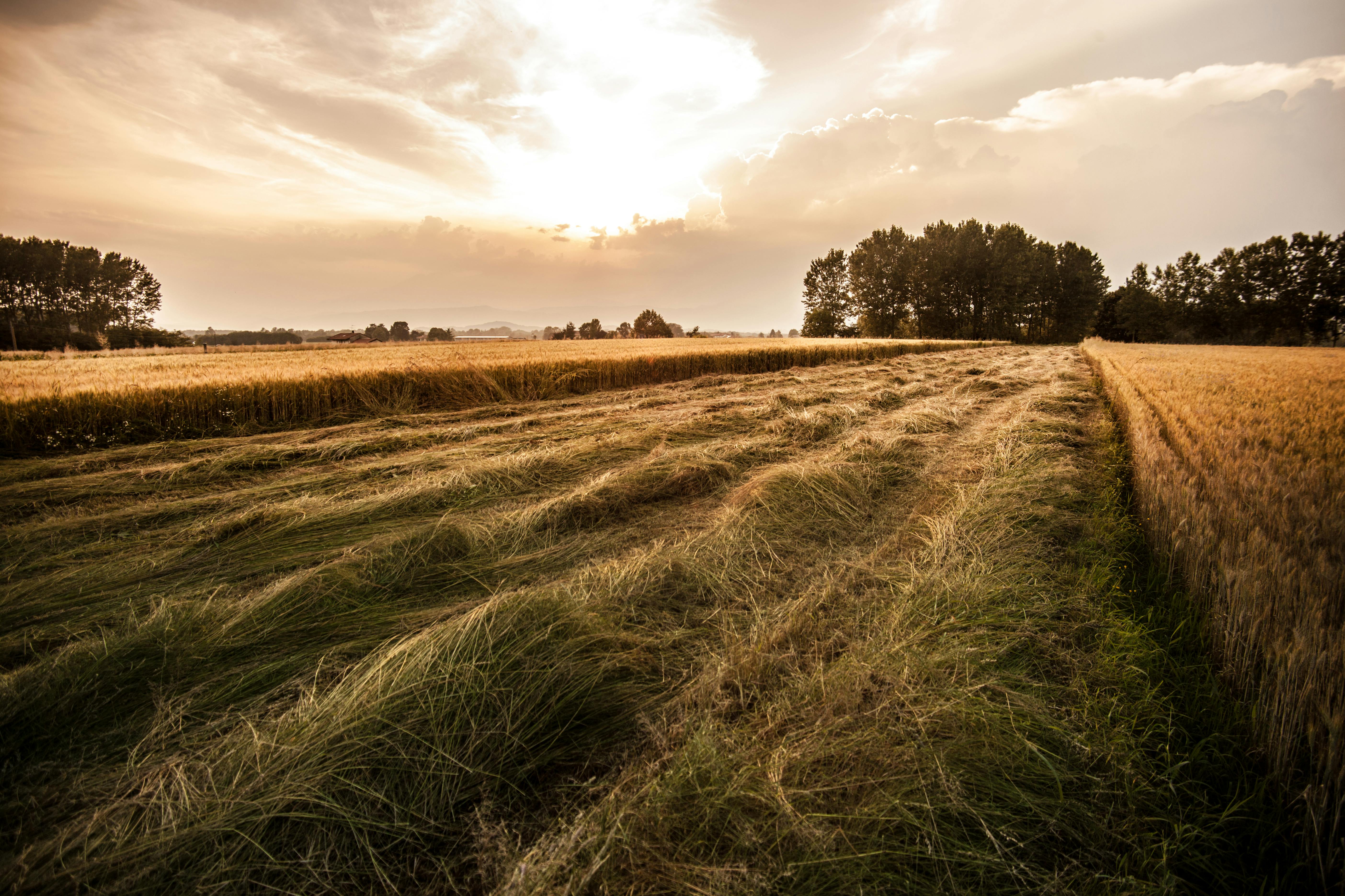 Green Hay Field · Free Stock Photo