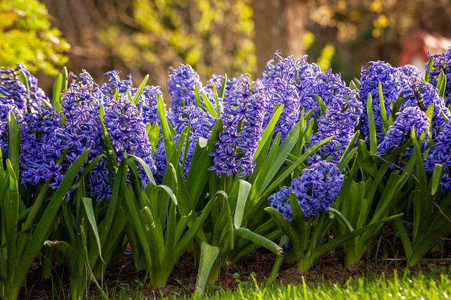 How to Care for Hyacinthus Orientalis Plant Successfully