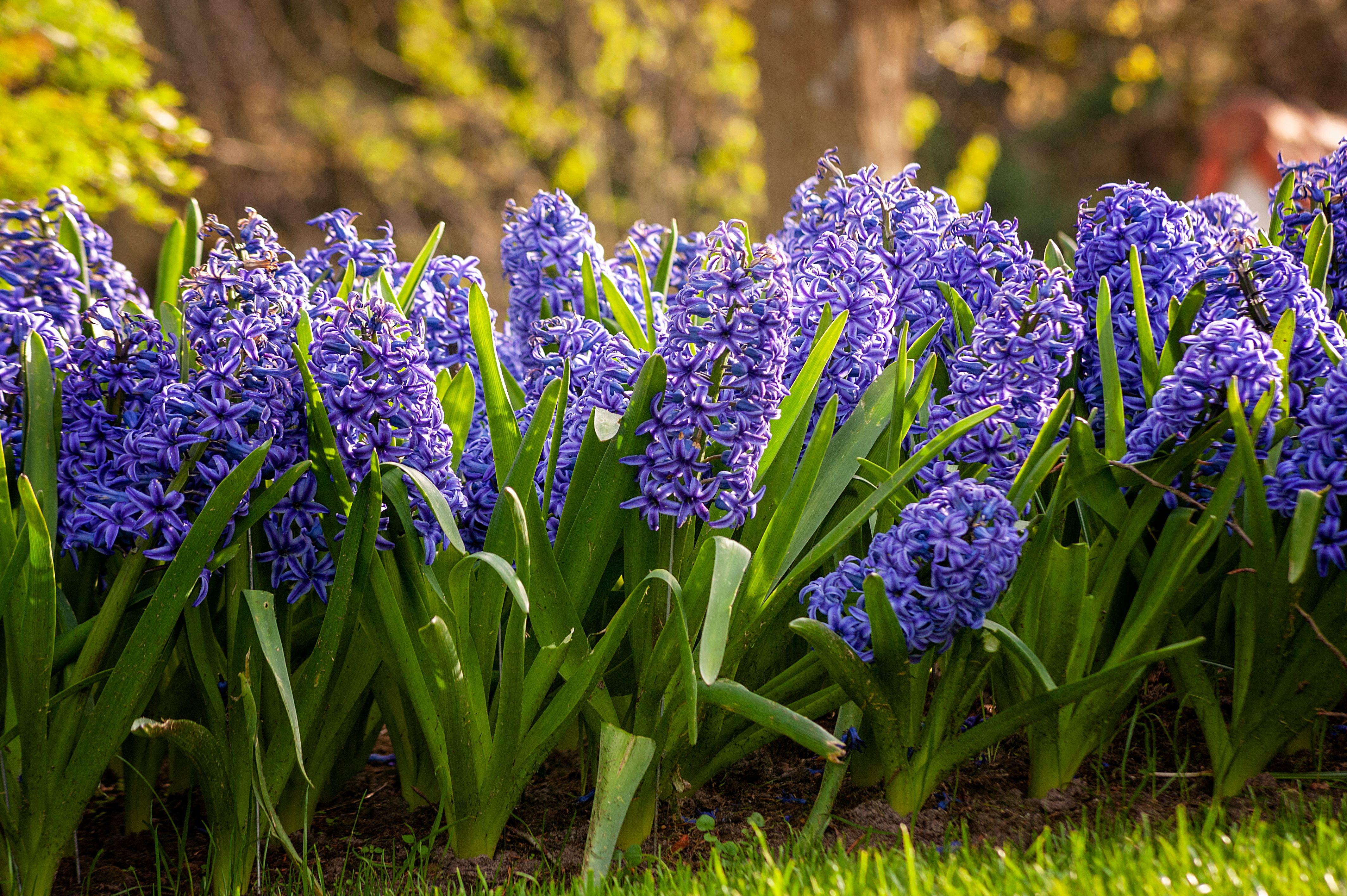 Hyacinths in Garden · Free Stock Photo