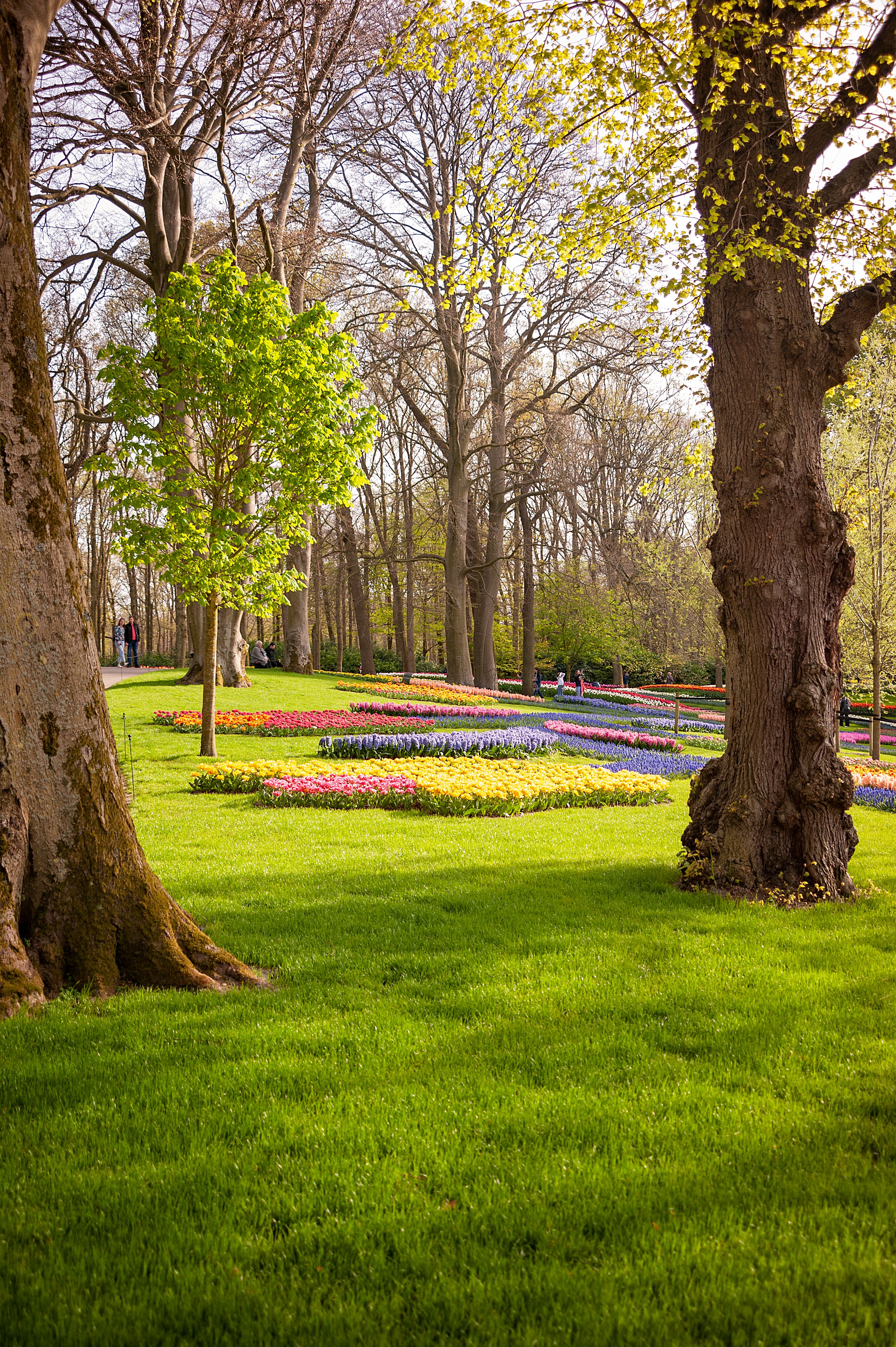 Trees and Flowers on Grass in Park · Free Stock Photo