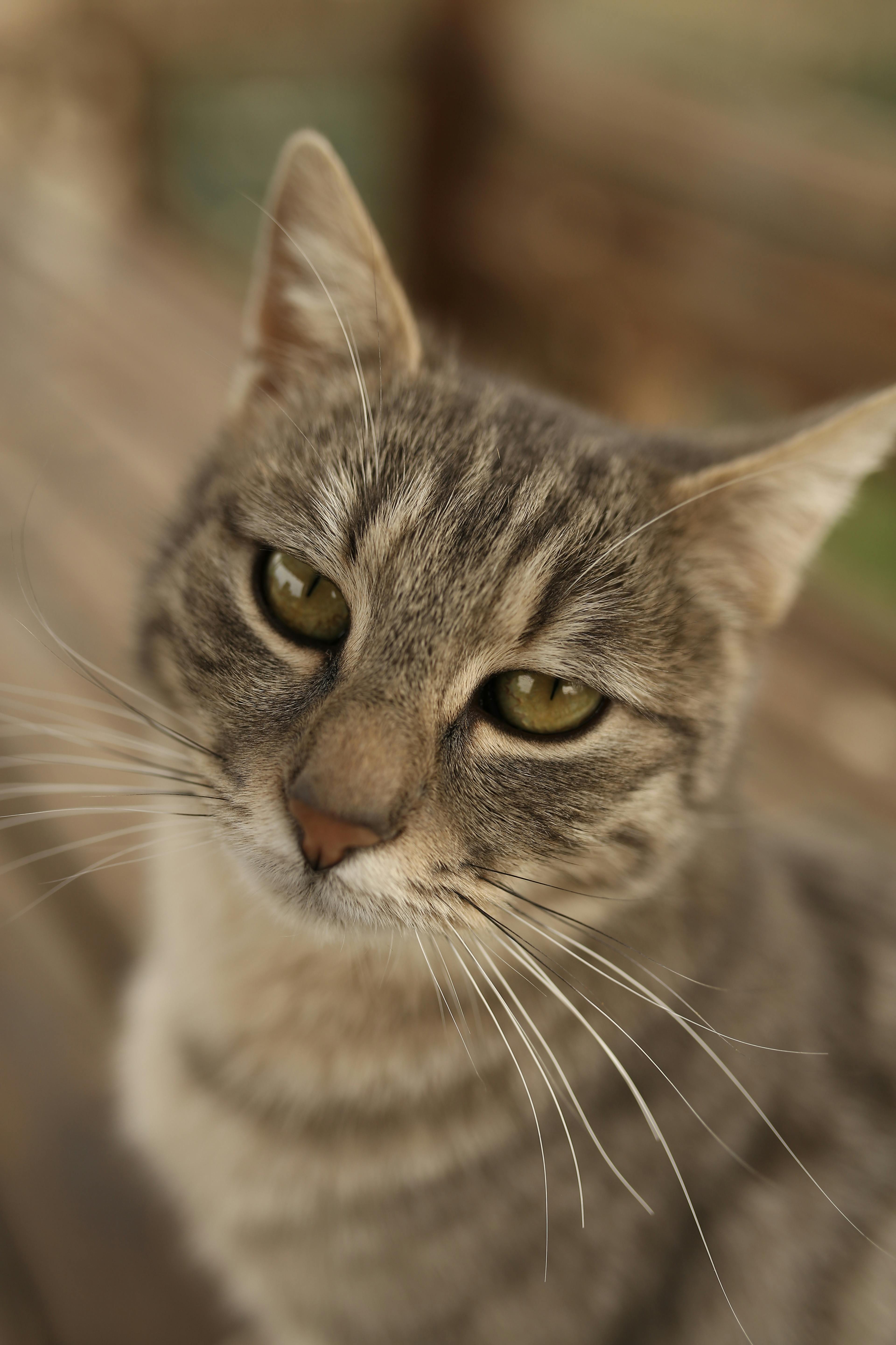 Portrait of Cute Cat Looking Up · Free Stock Photo