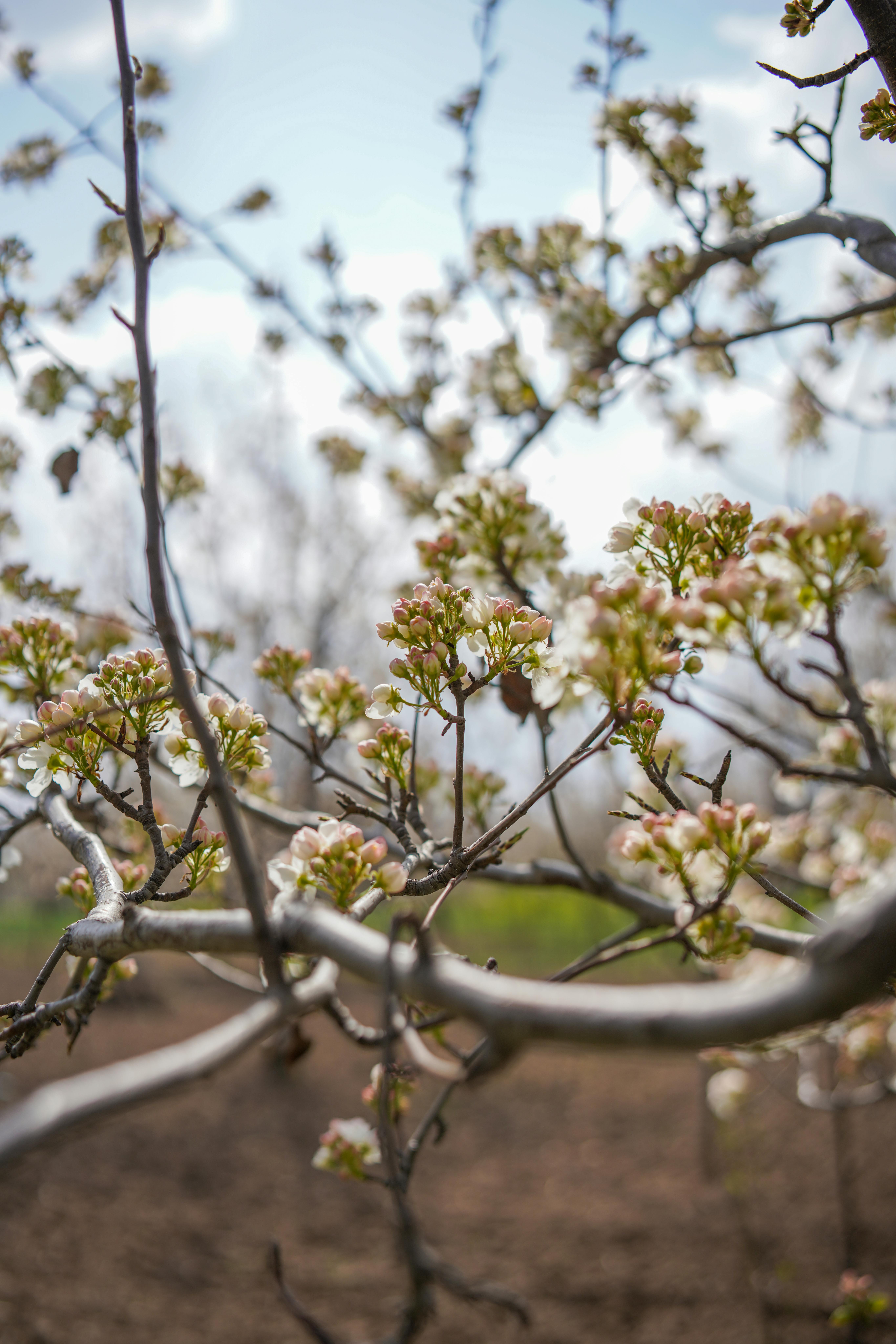 Close up of Buds on Branches · Free Stock Photo