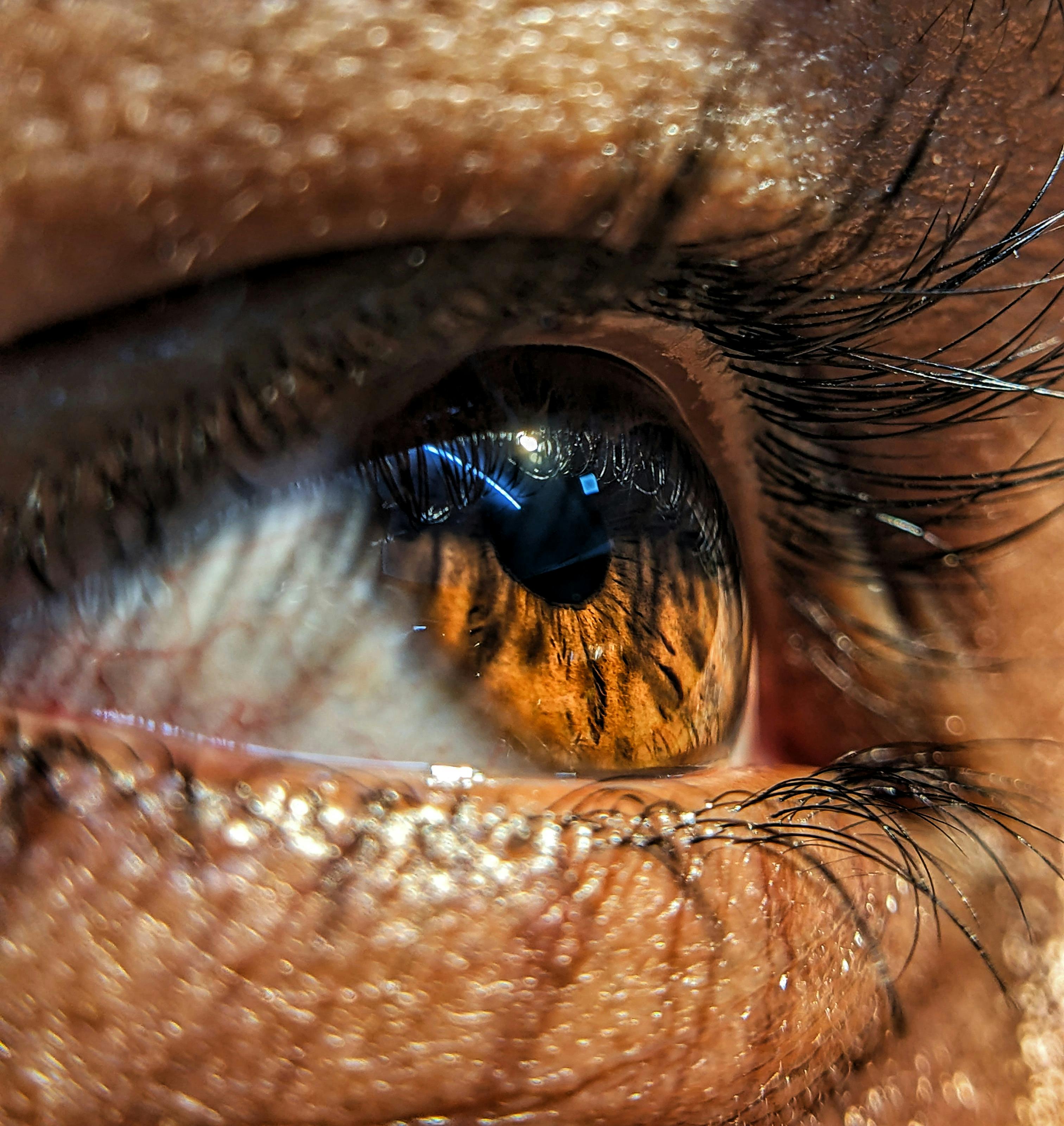 Close Up of Brown Eye · Free Stock Photo