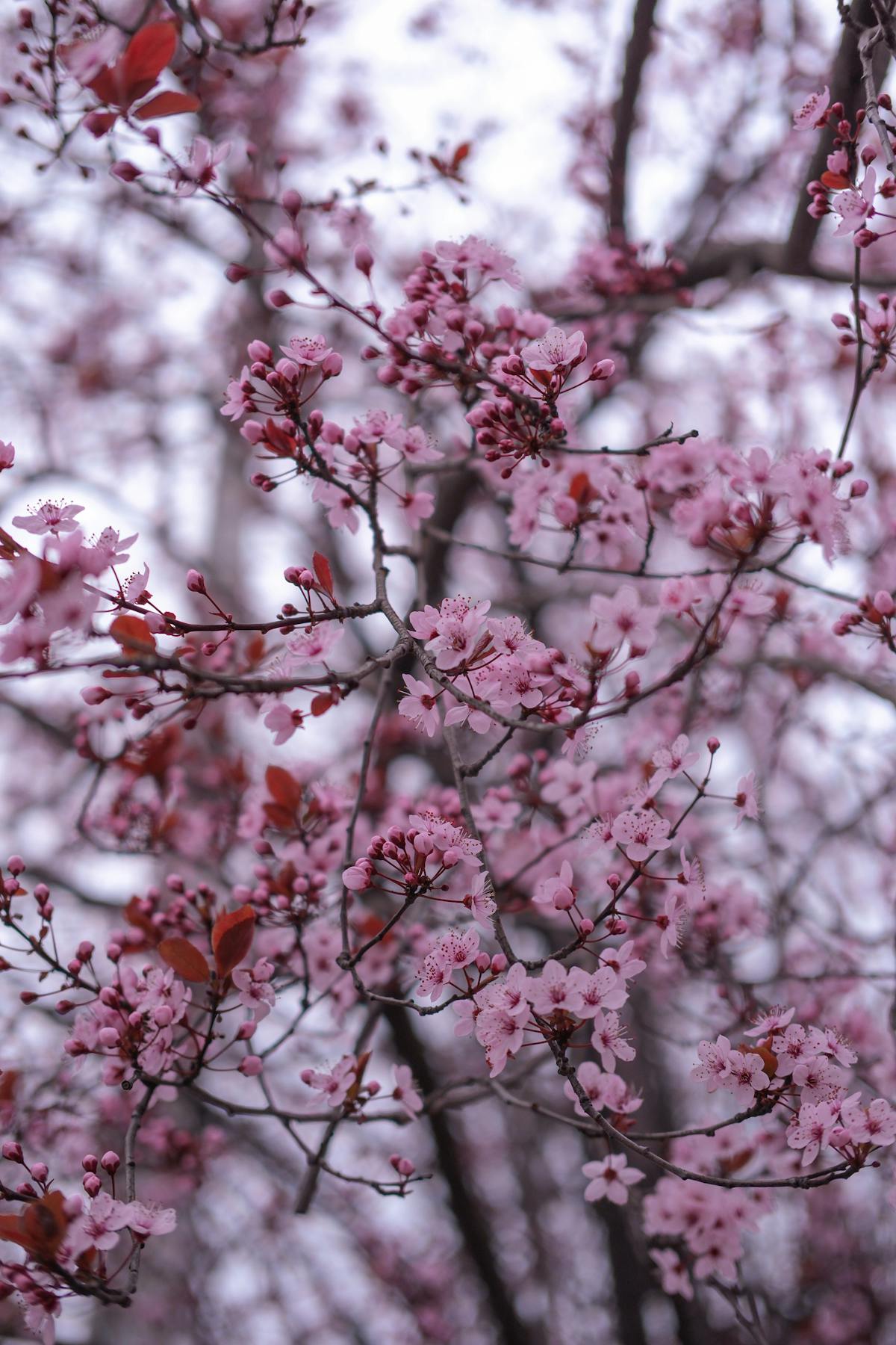 Cherry Blossom Tree Forest Wallpaper Photos, Download The BEST Free ...
