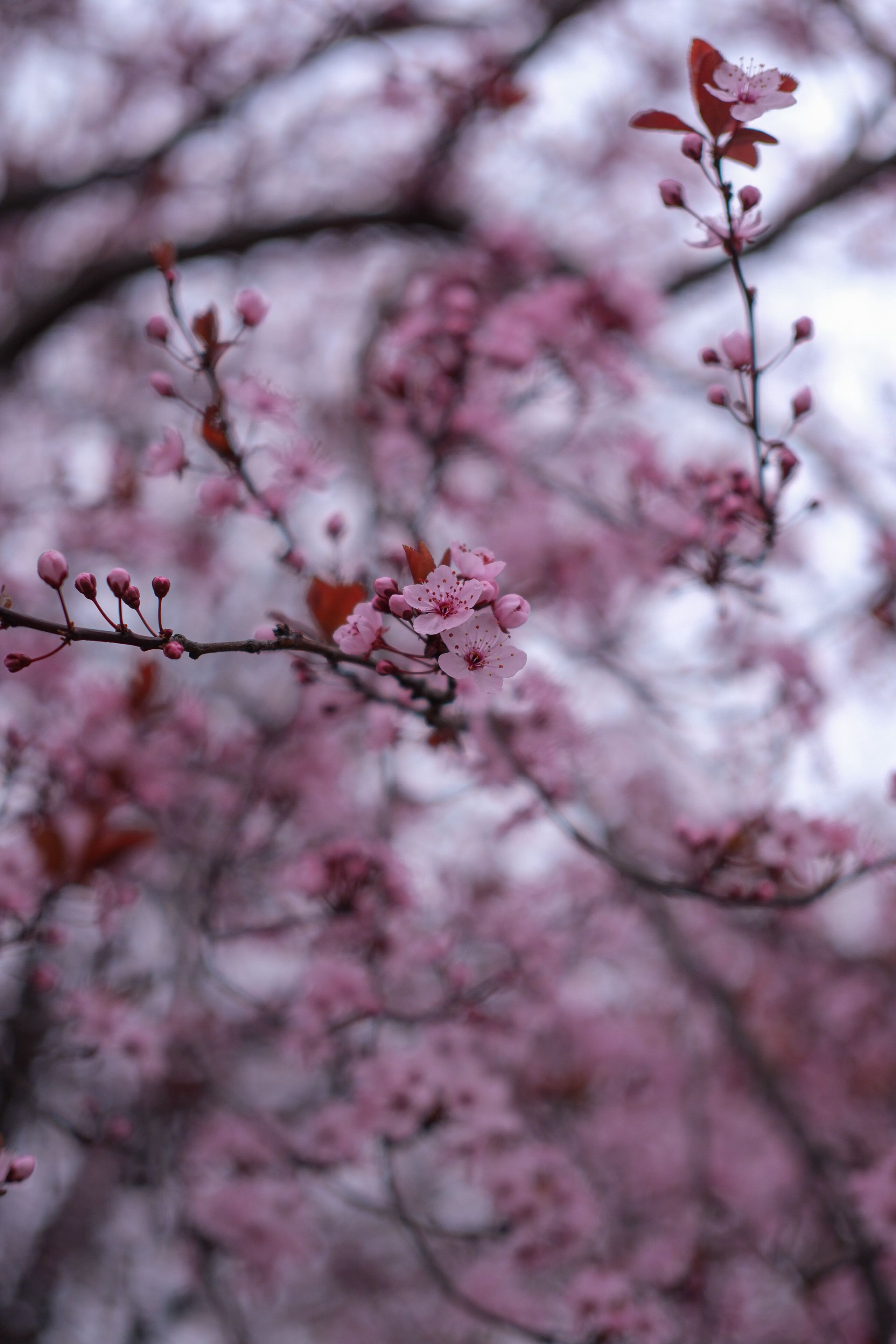 Pink Spring Blossoming Tree · Free Stock Photo