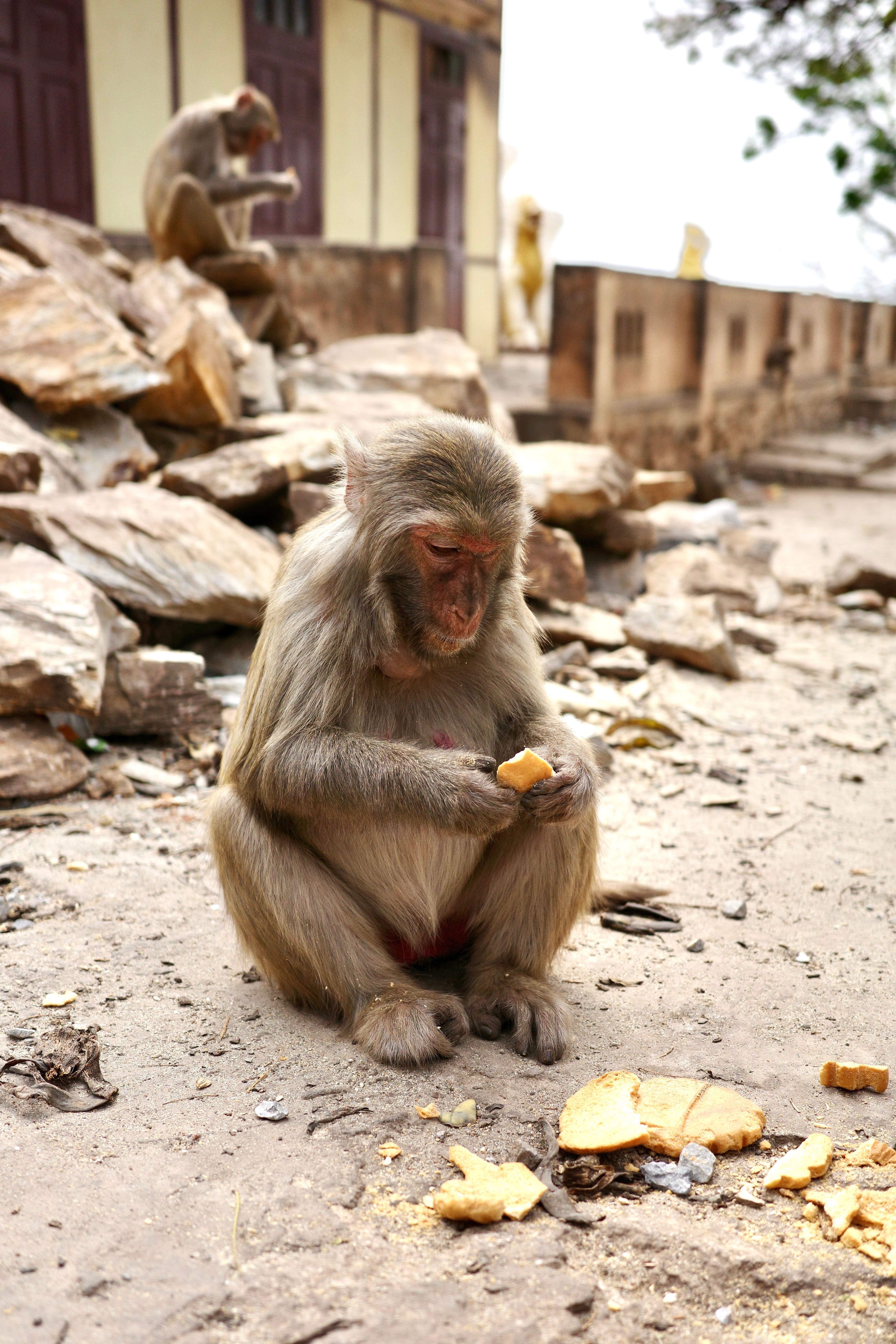 Monkey Sitting on Rocks in City and Eating Food · Free Stock Photo