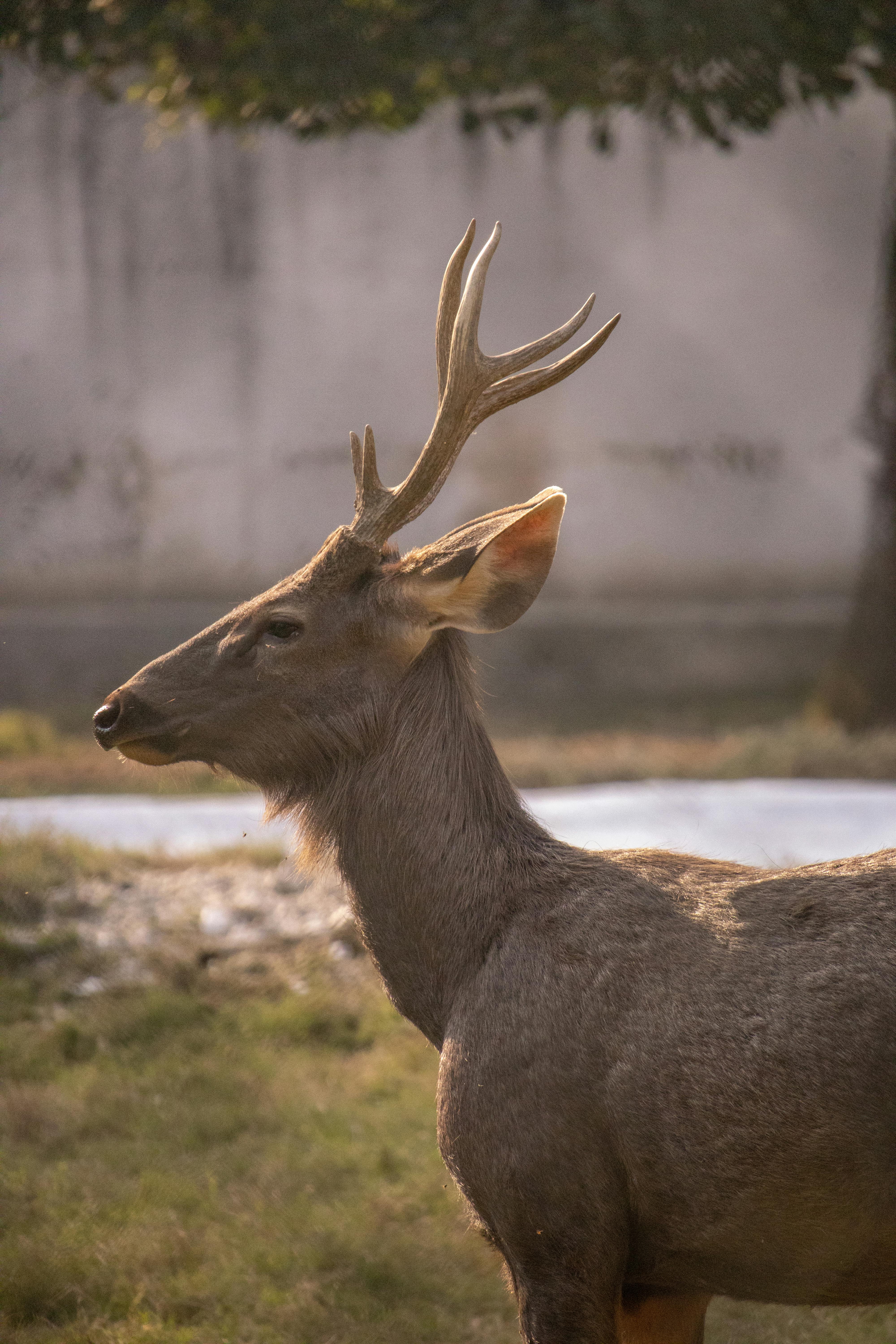 Deer Looking Backwards · Free Stock Photo