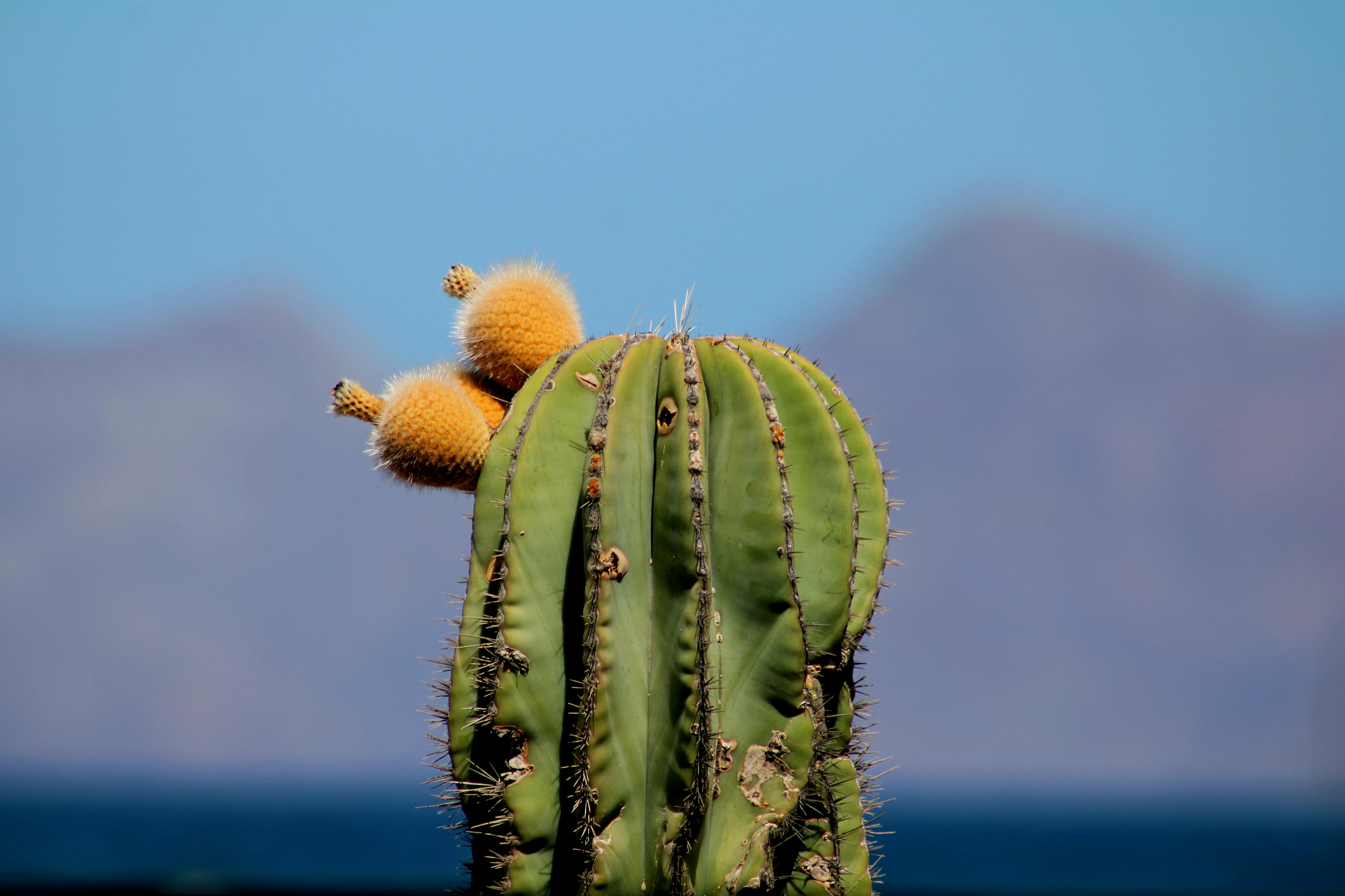 Cactus in Seaside · Free Stock Photo
