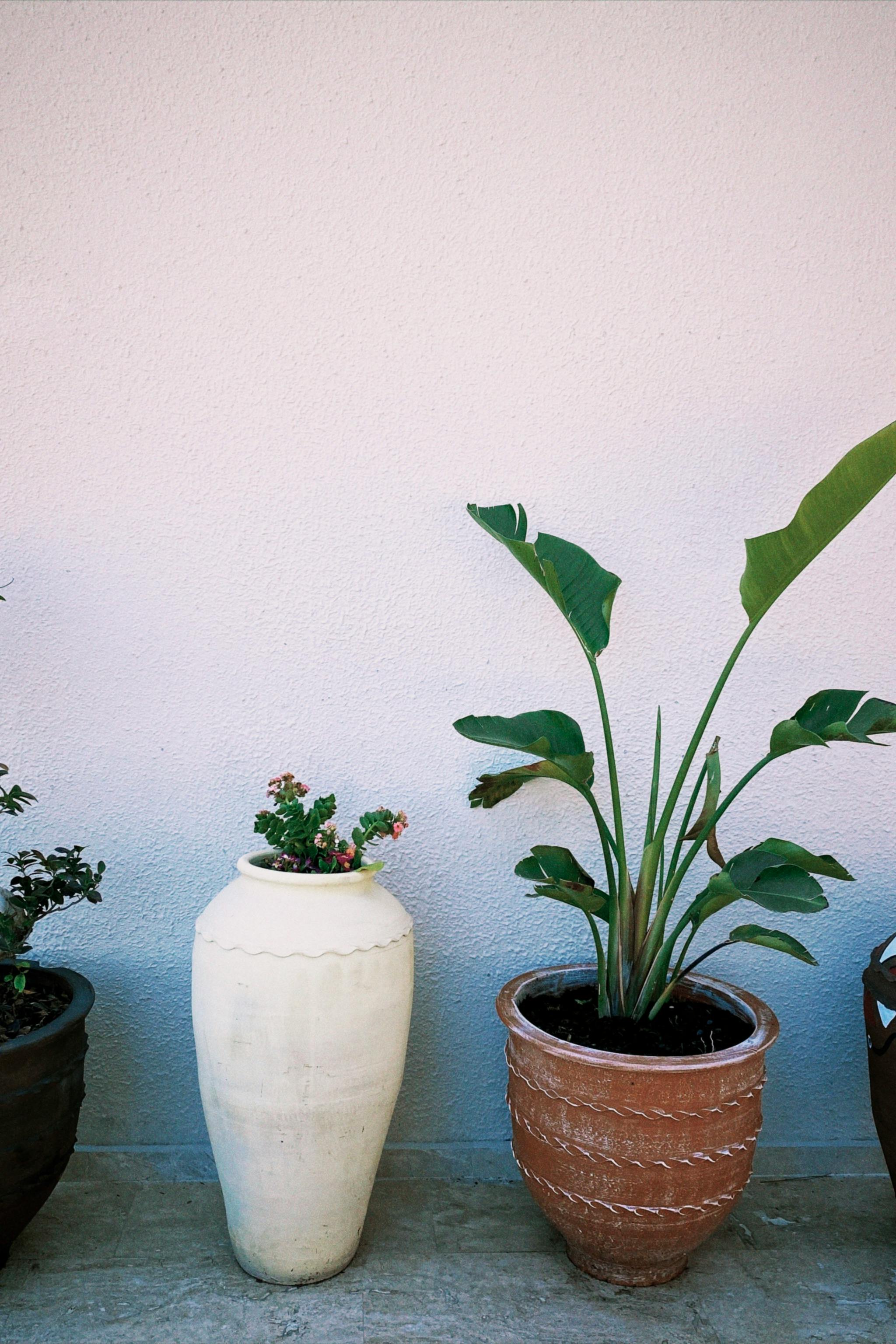 Potted Plants Photos, Download The BEST Free Potted Plants Stock Photos ...