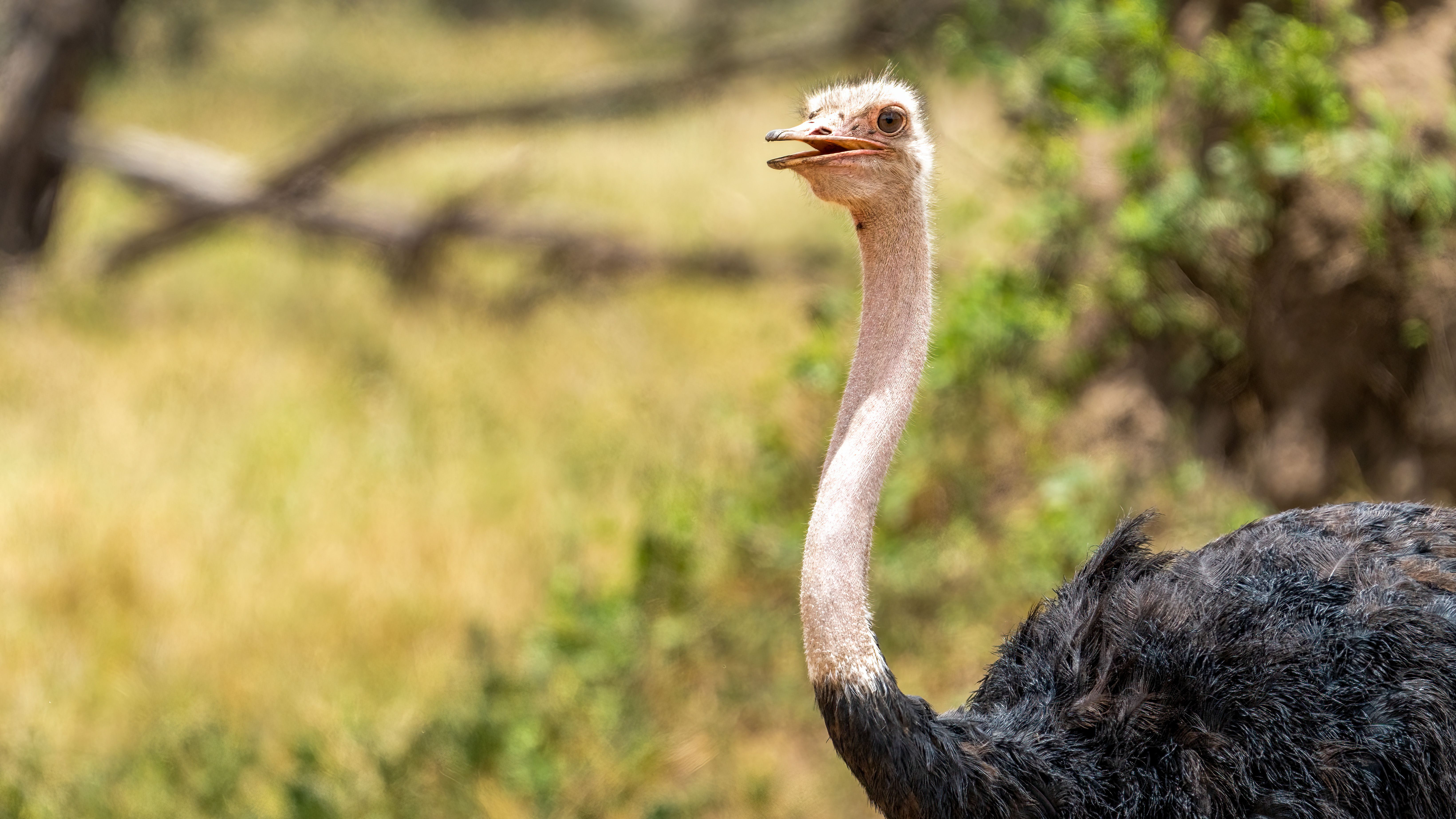 Ostrich on Meadow · Free Stock Photo