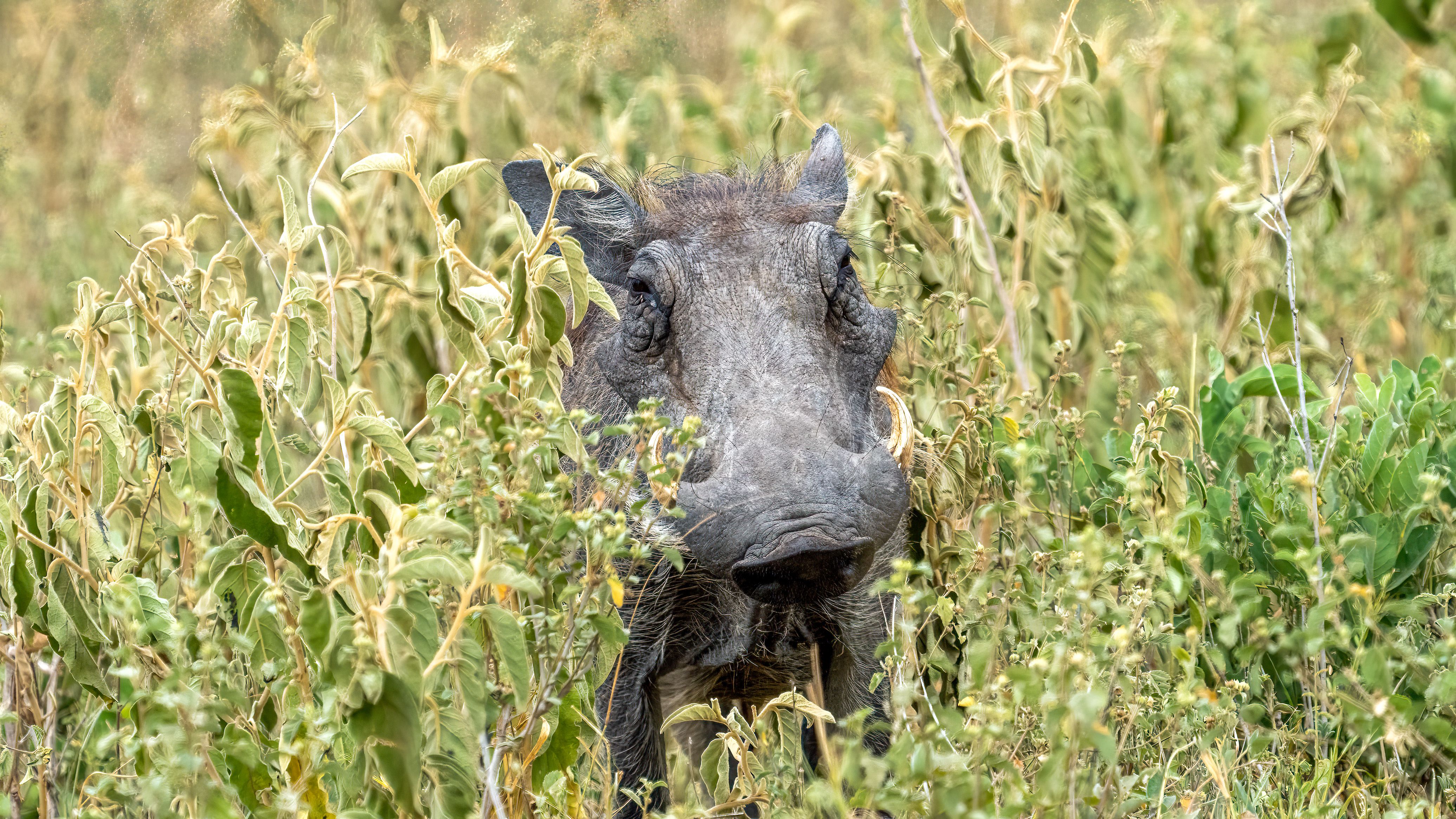Warthogs on the Meadow · Free Stock Photo