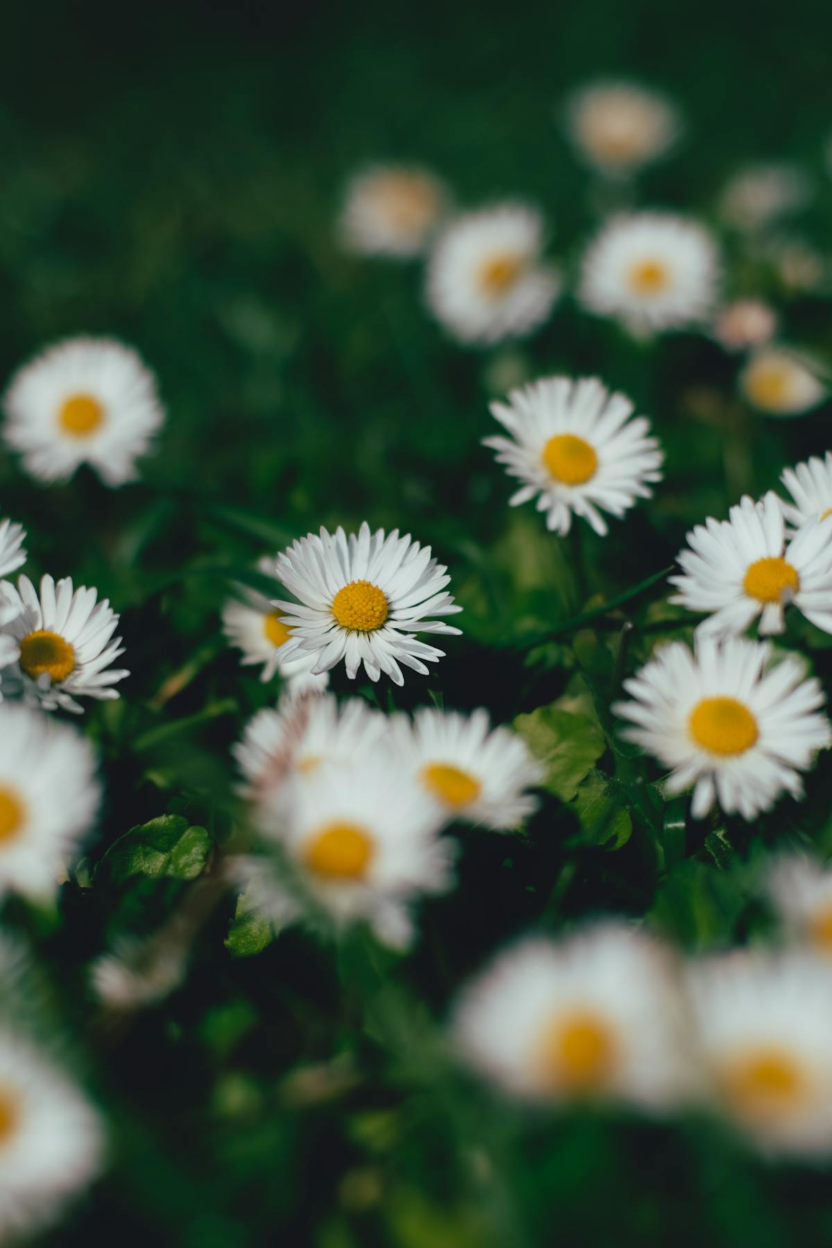 Chamomile Flowers Photos, Download The BEST Free Chamomile Flowers ...