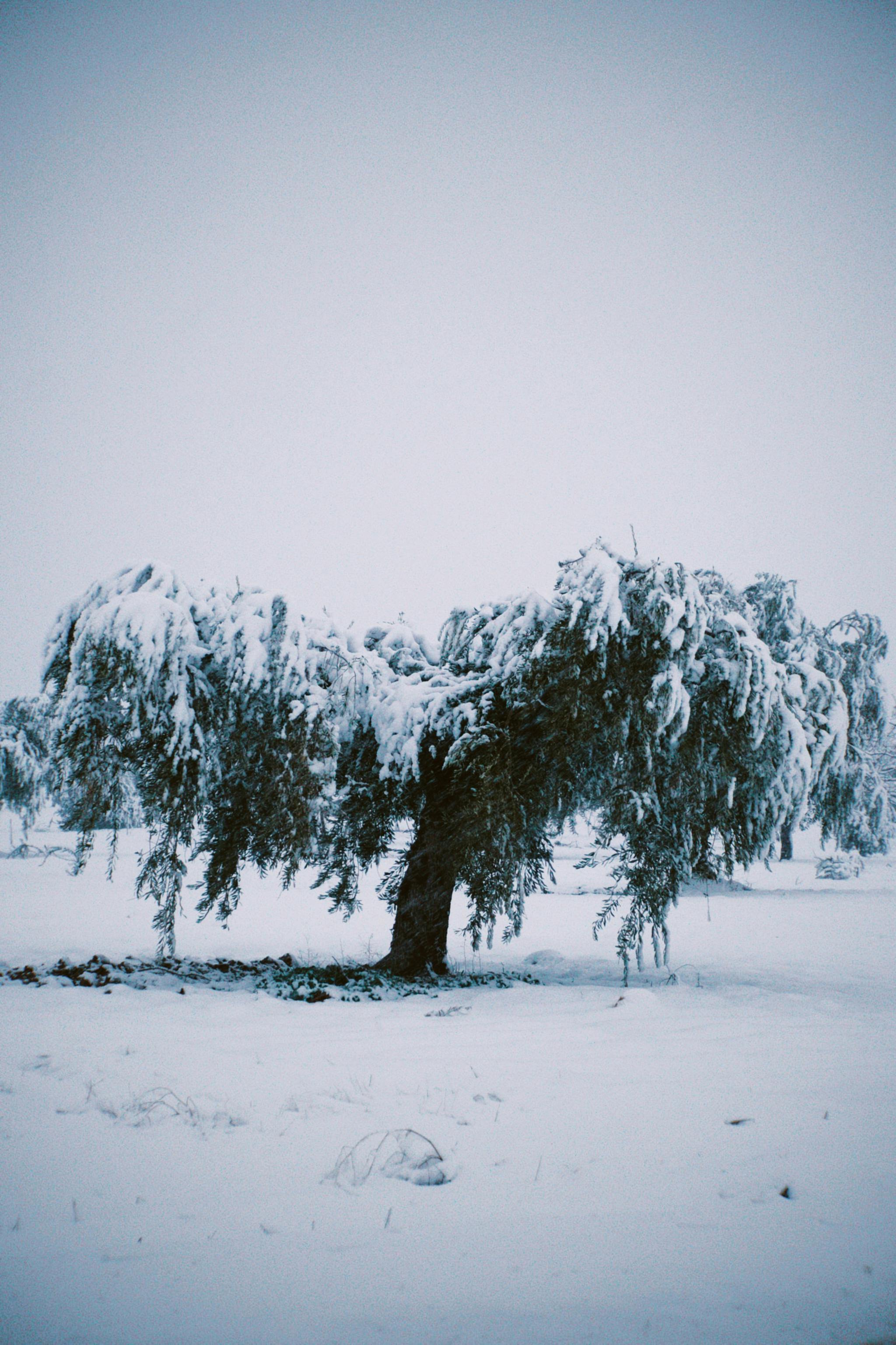 Tree Branches Bending Under Heavy Snow · Free Stock Photo